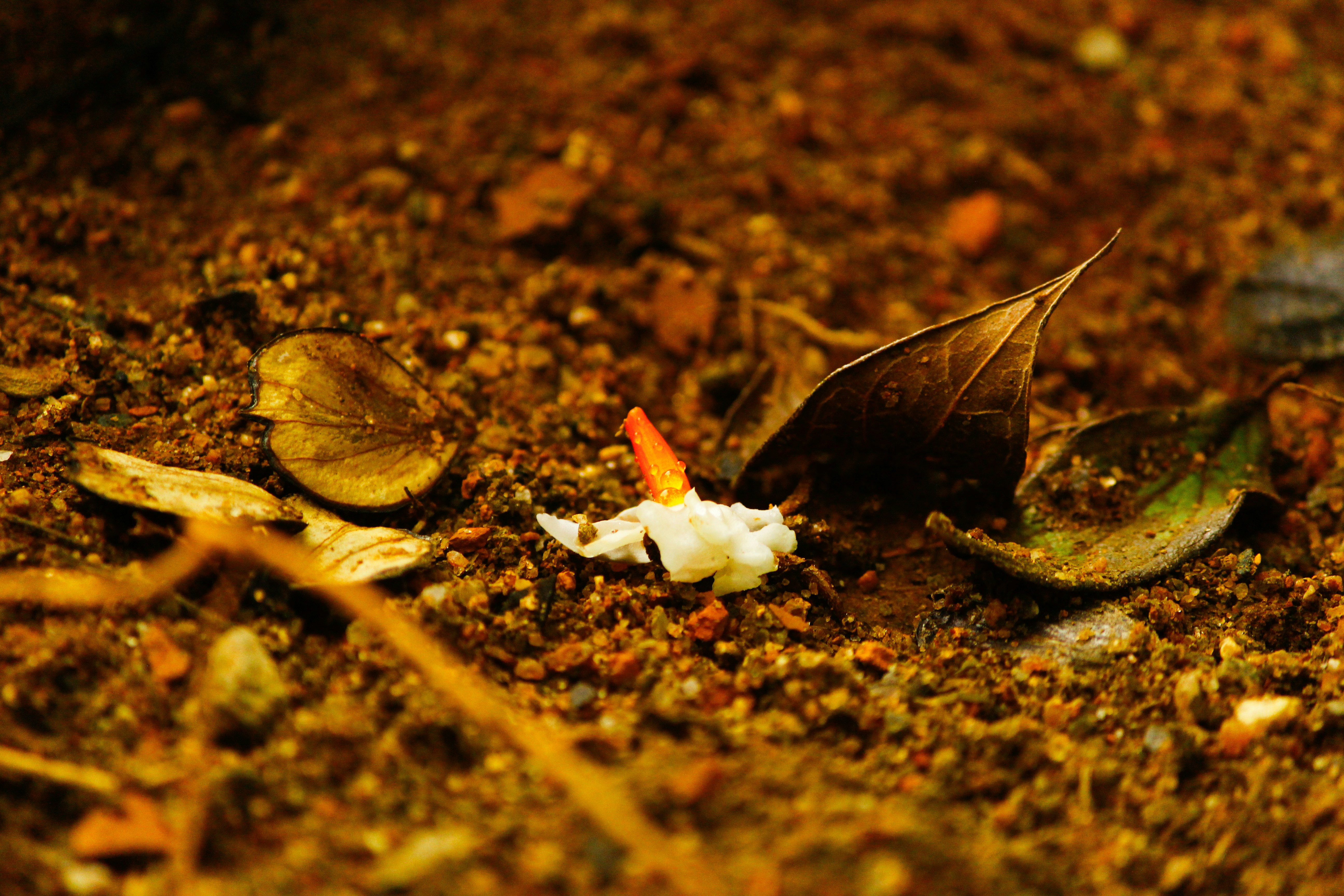 Tiny Break of White in a Rustic Ground