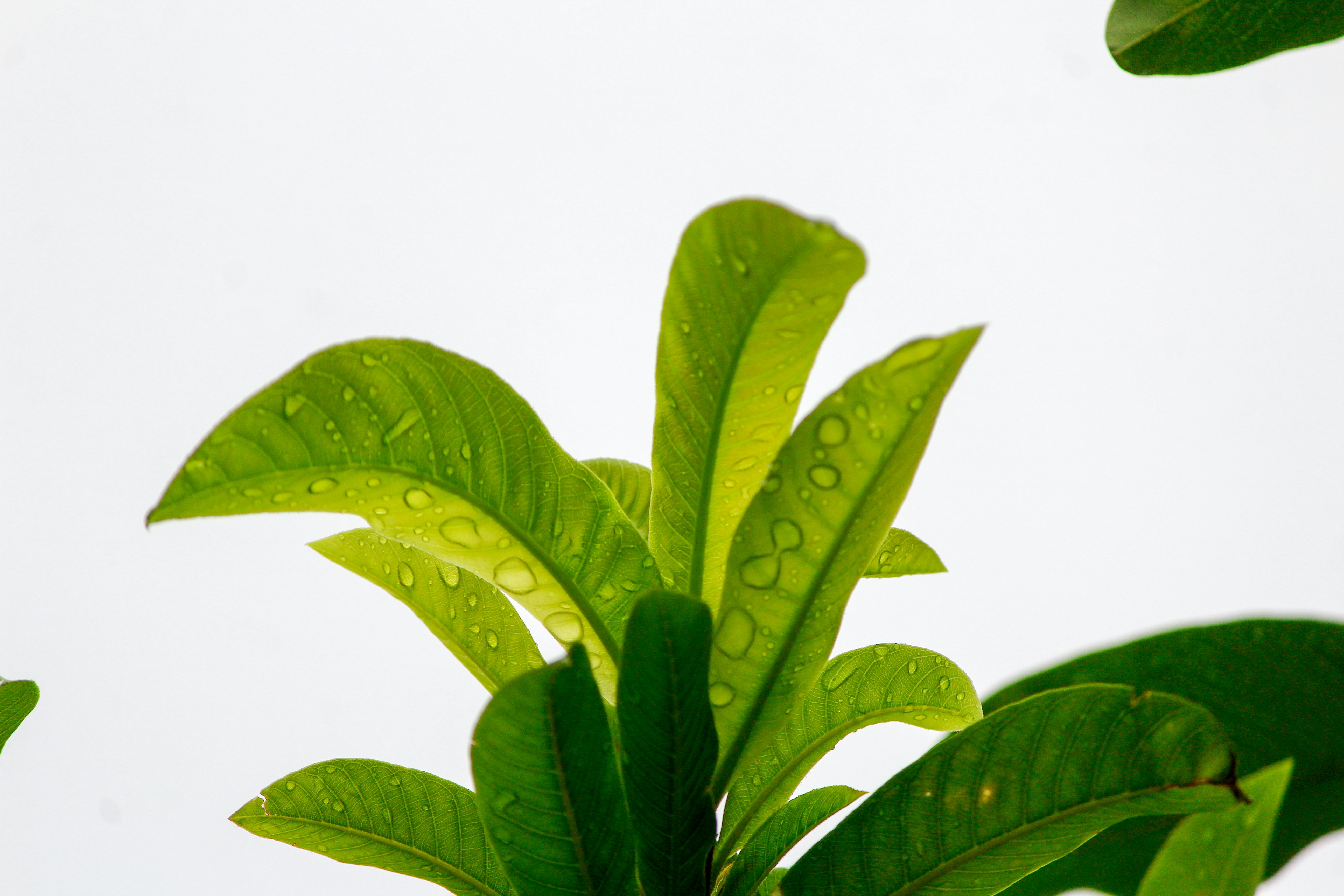 Emerald Shoot: Dew-kissed Leaves Reaching Toward Light