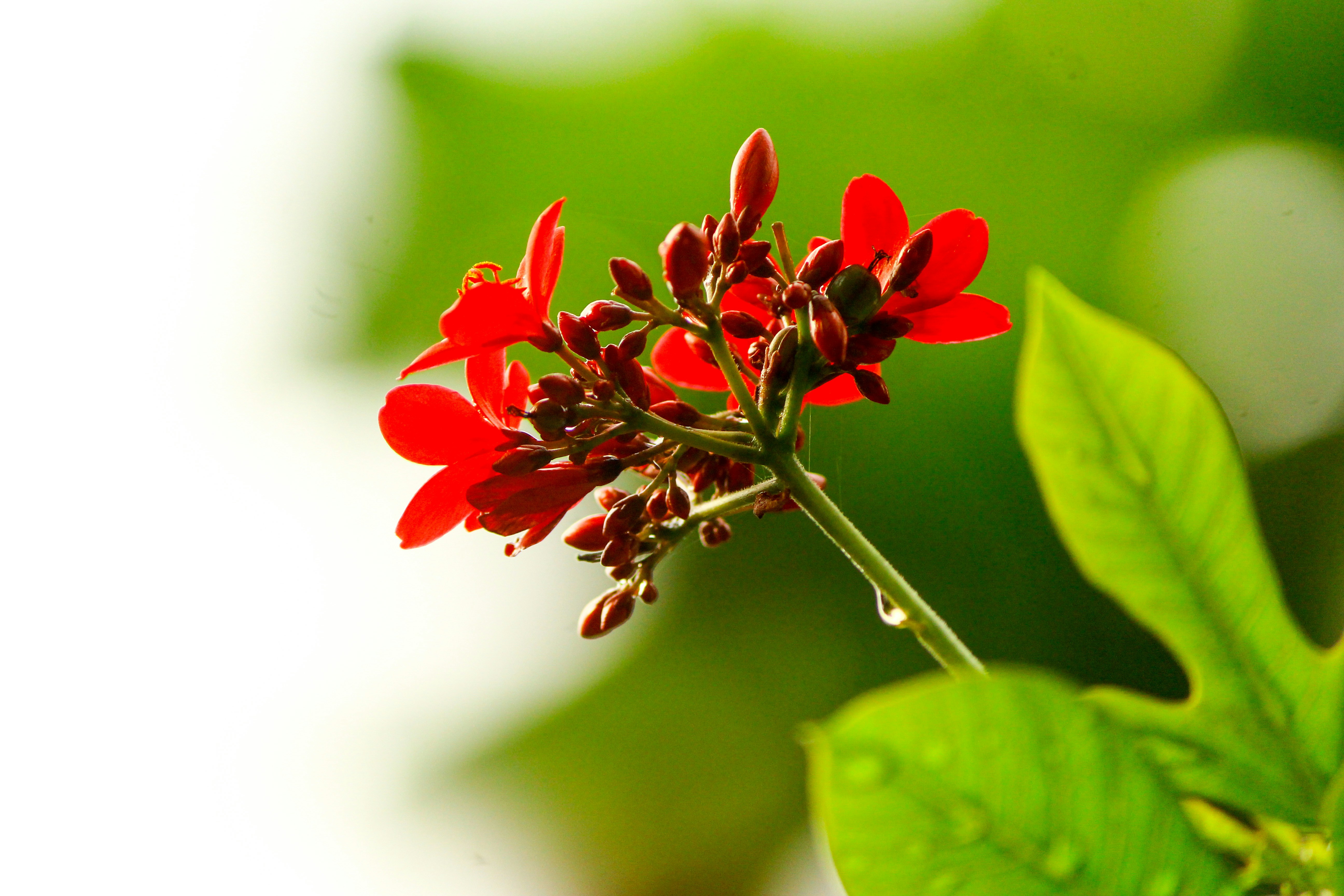 Crimson Bloom: A single red flower against a soft garden glow