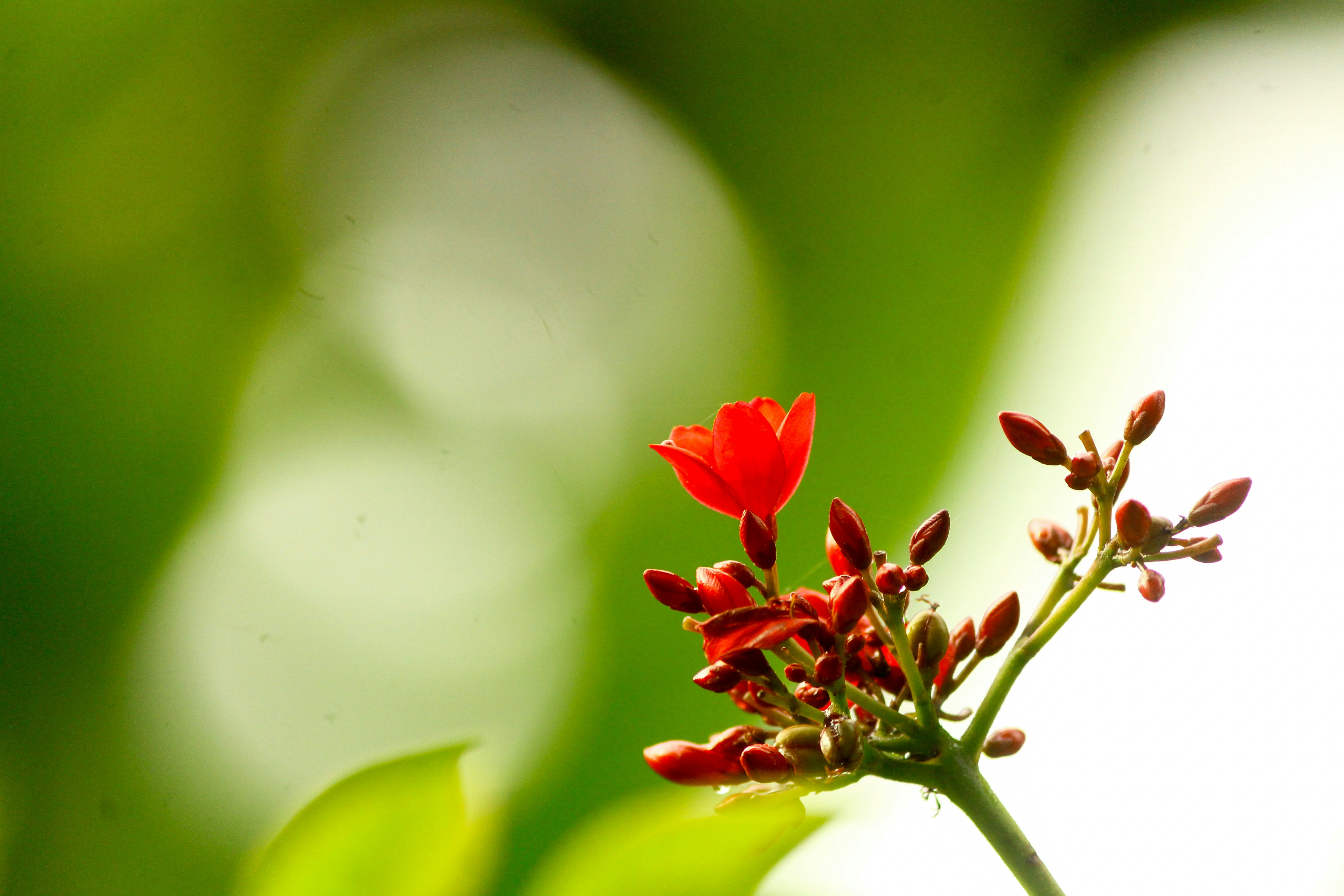 Red blossom in sharp focus against a creamy green bokeh