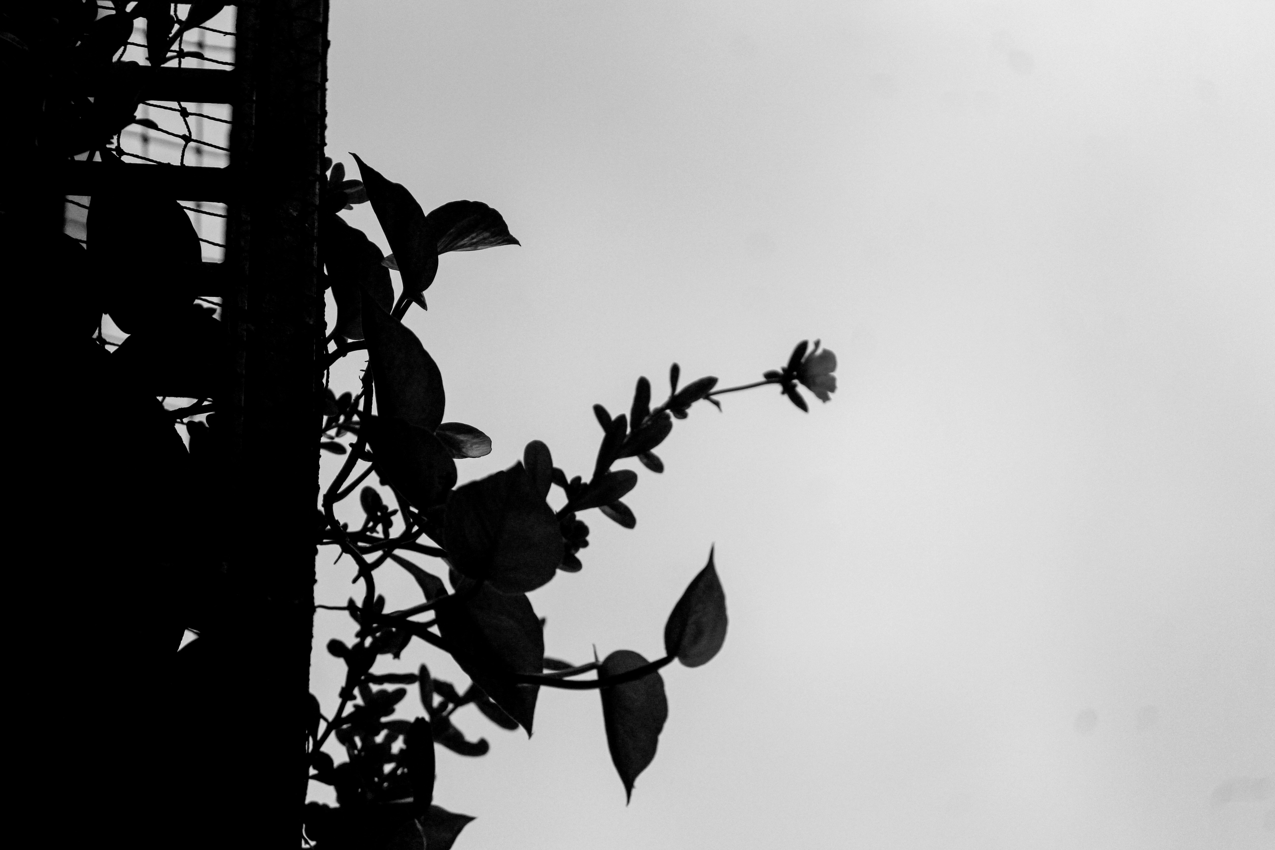 Silhouette Against Silence: Vine Tendrils at the Edge