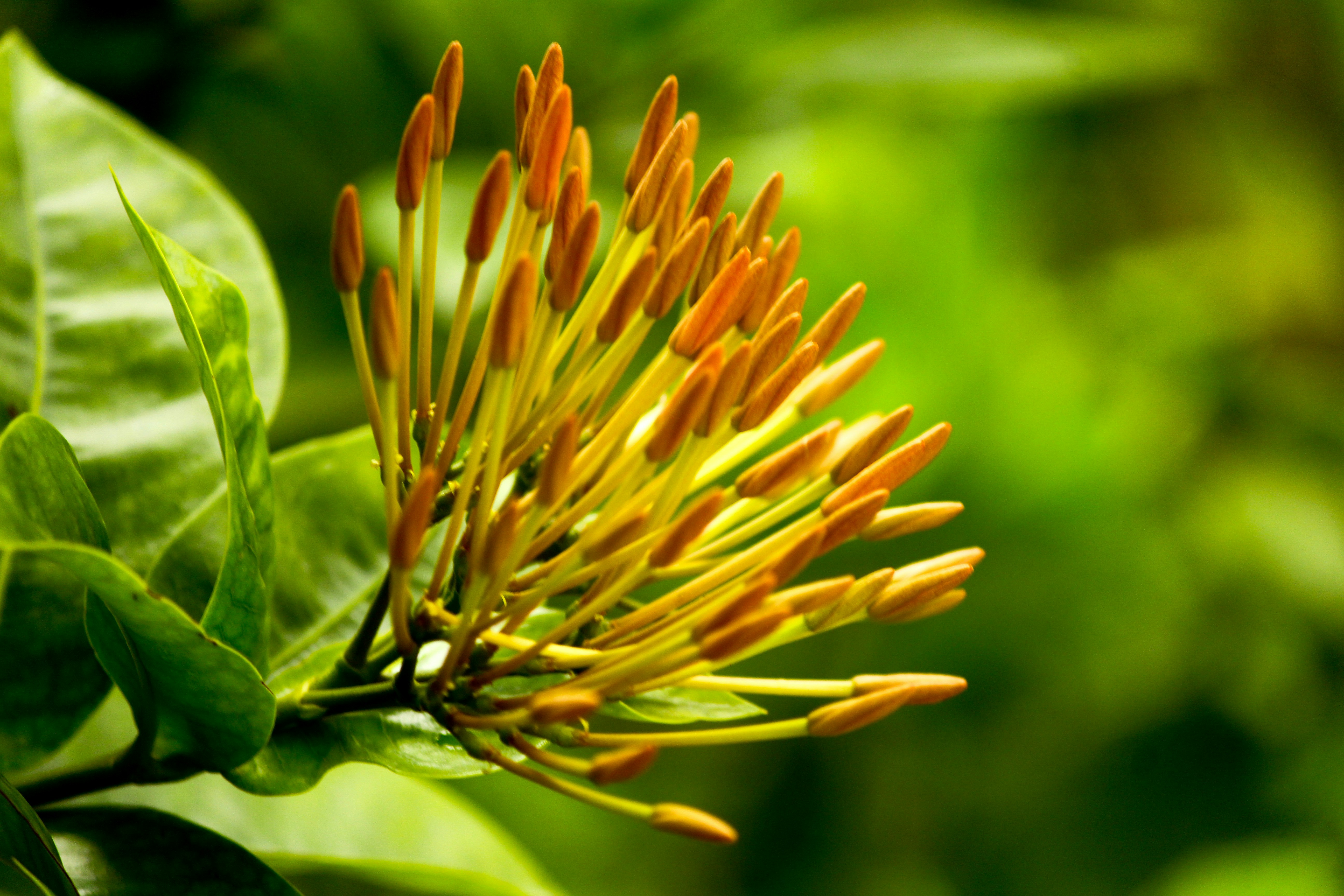 Crimson Spike in Golden Light