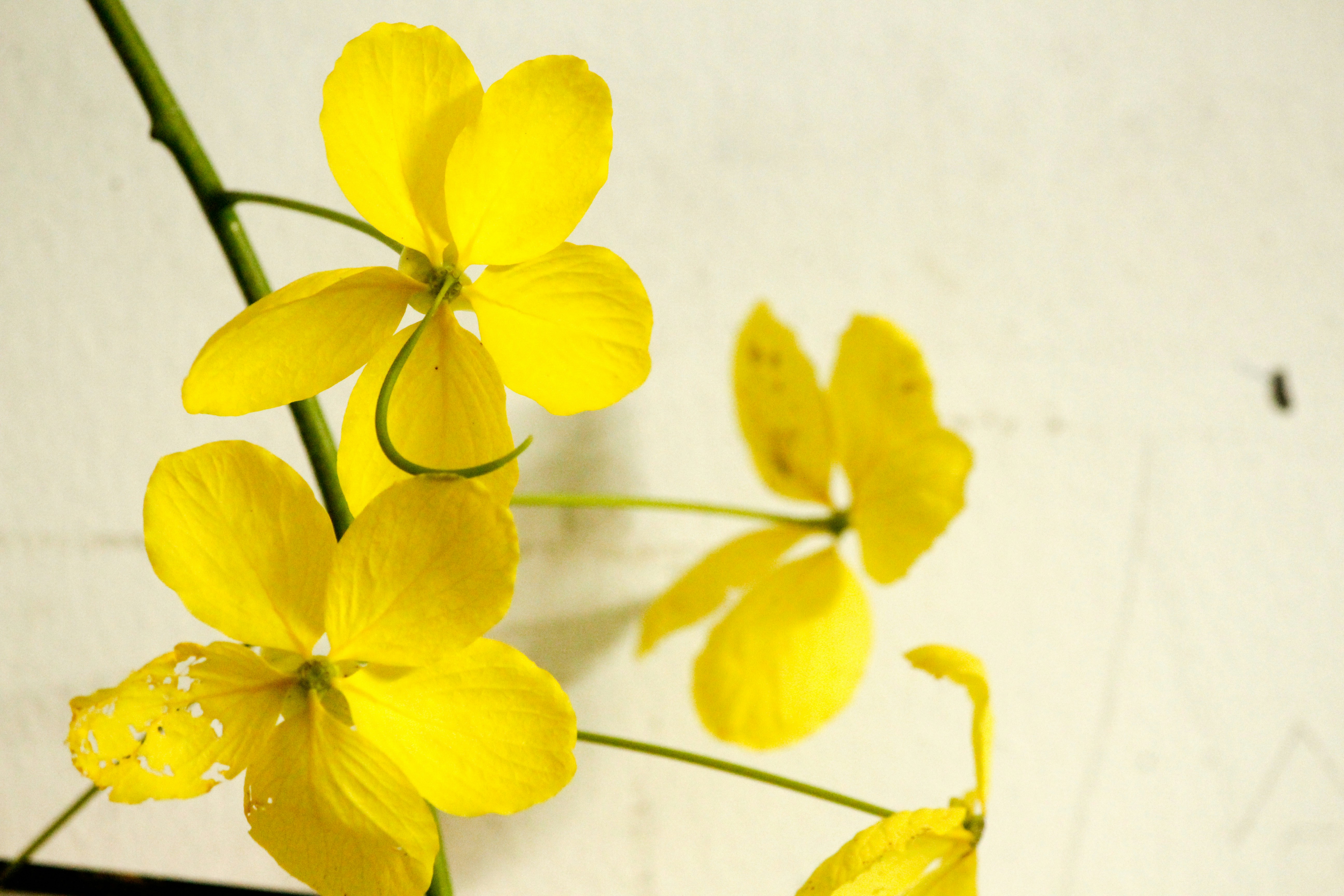 Bright Yellow Blooms Clinging to a Creeping Vine