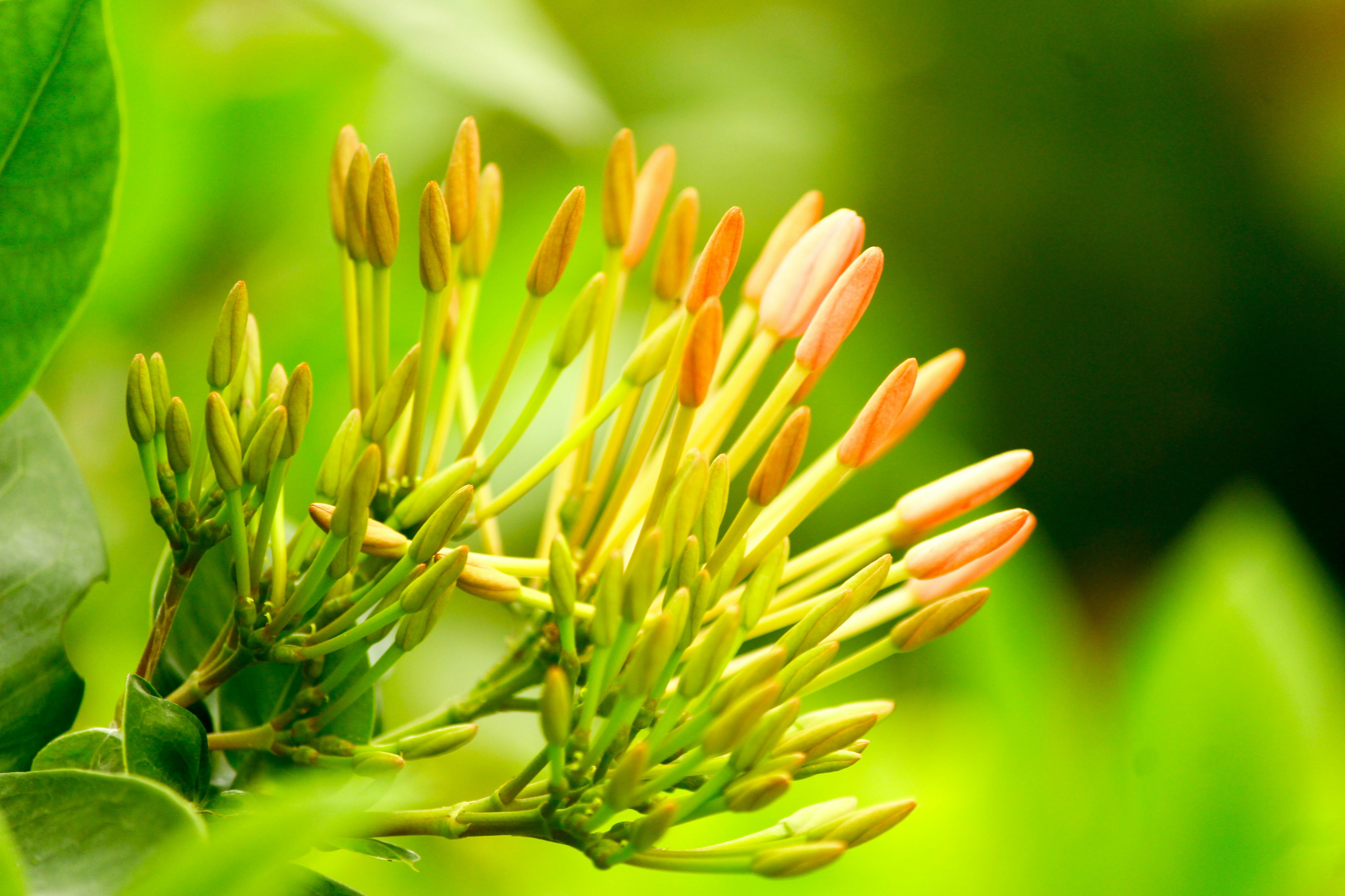 Emerging Orchid Buds: Warm Crescendo in Green Light
