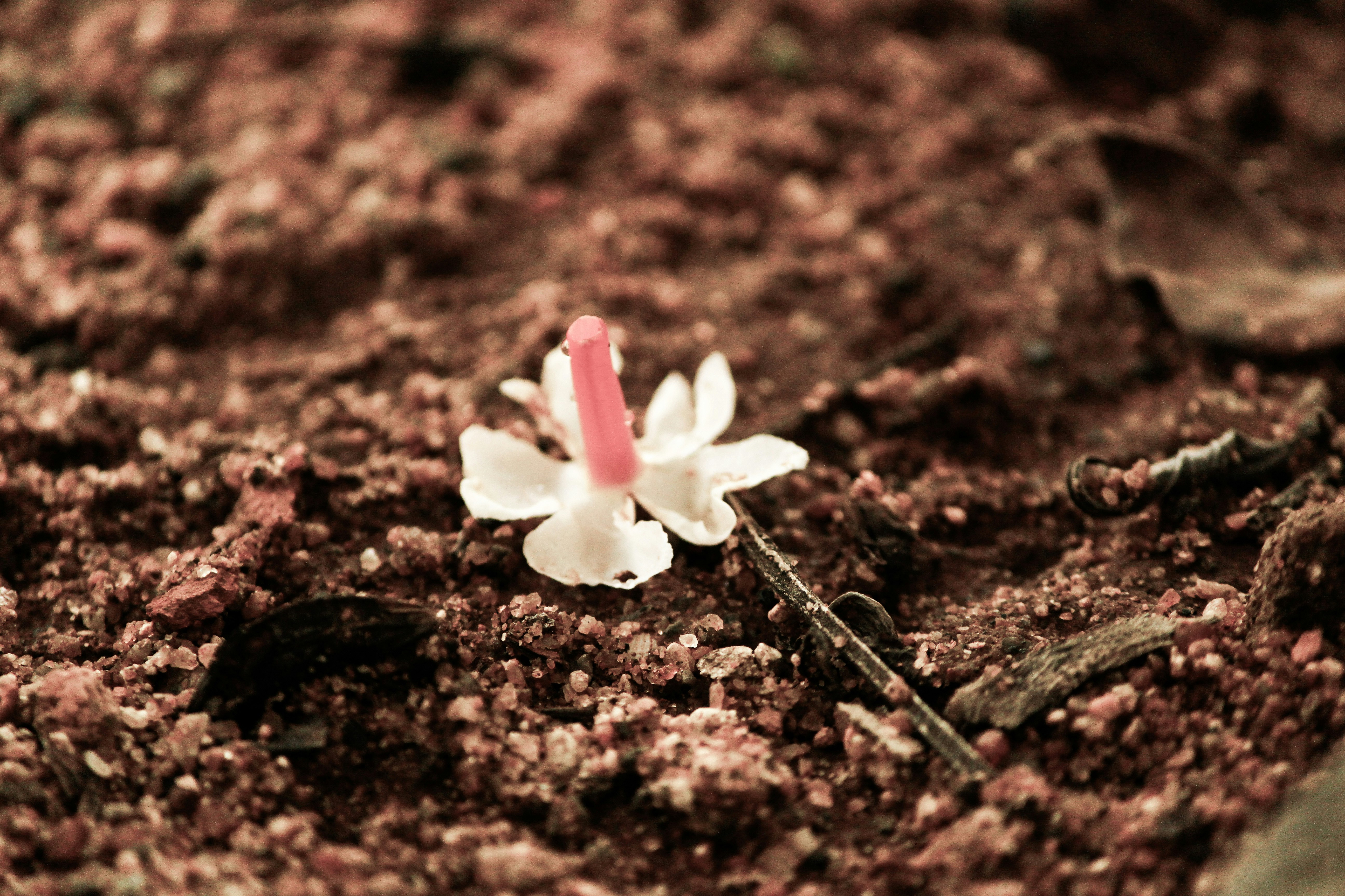 Tiny Orchid Bloom in Earthen Bed