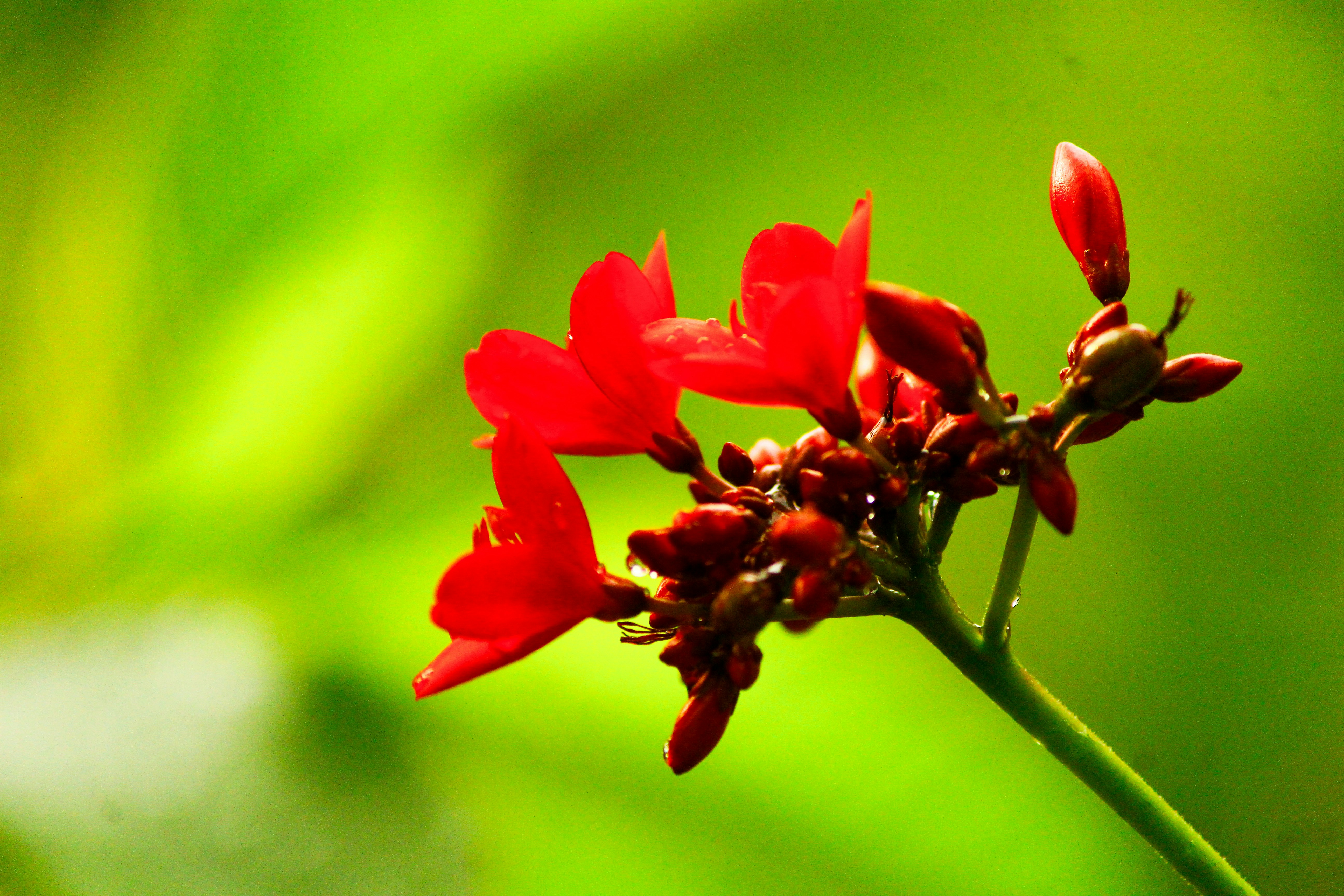 Crimson Bloom on a Slender Stem