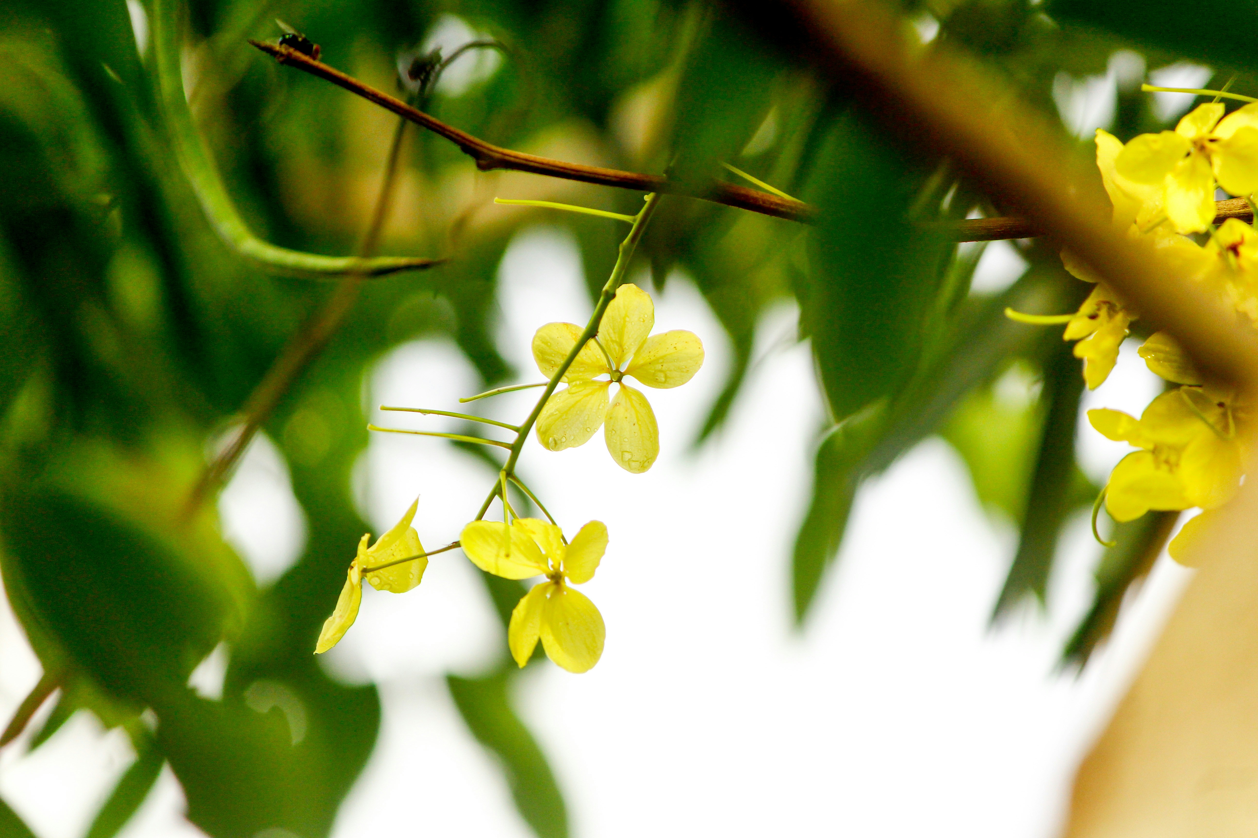 Yellow blossoms on a sunlit branch drifting through a soft bokeh