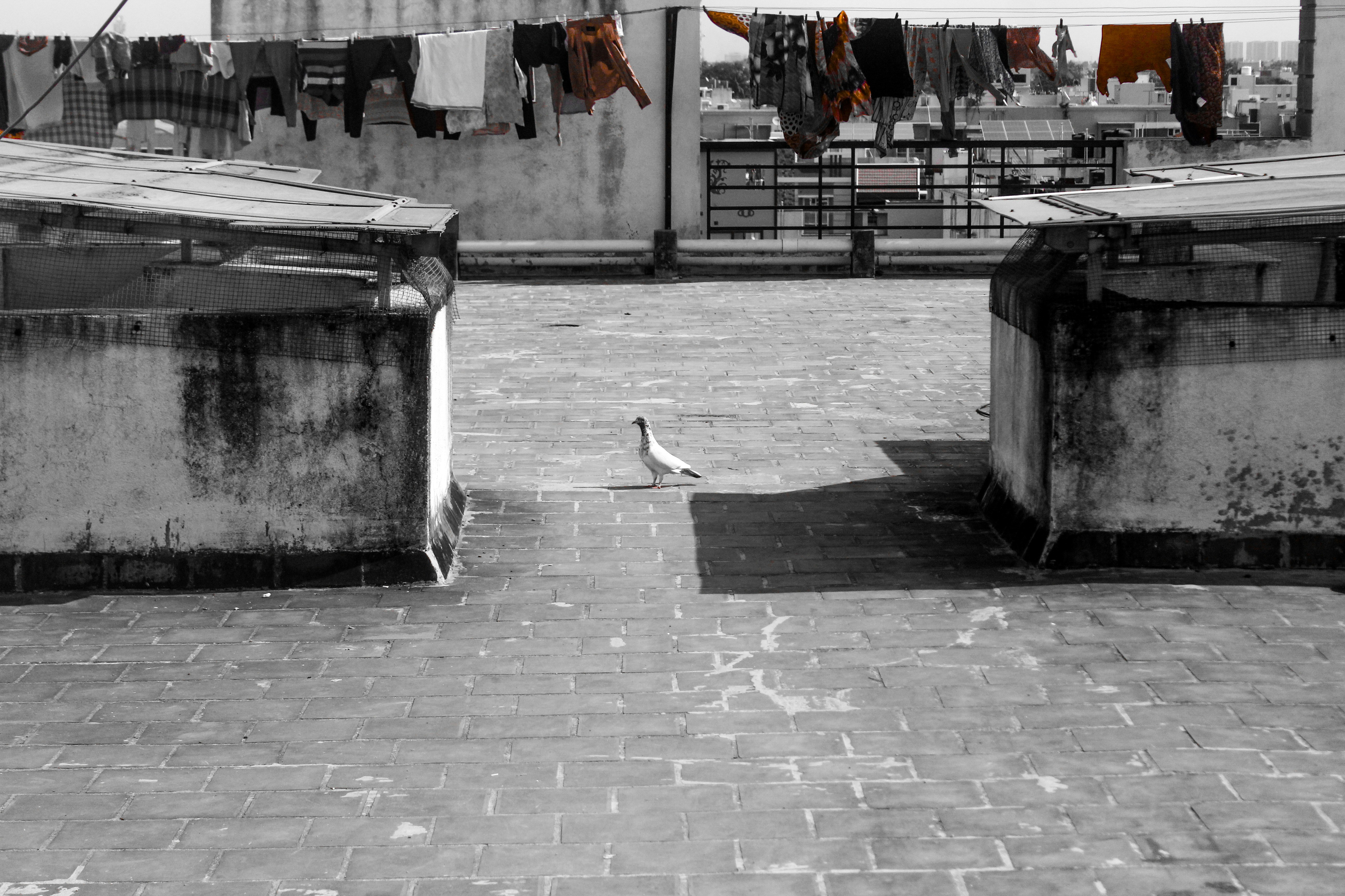  lone bird on sunlit terrace between weathered concrete and hanging laundry