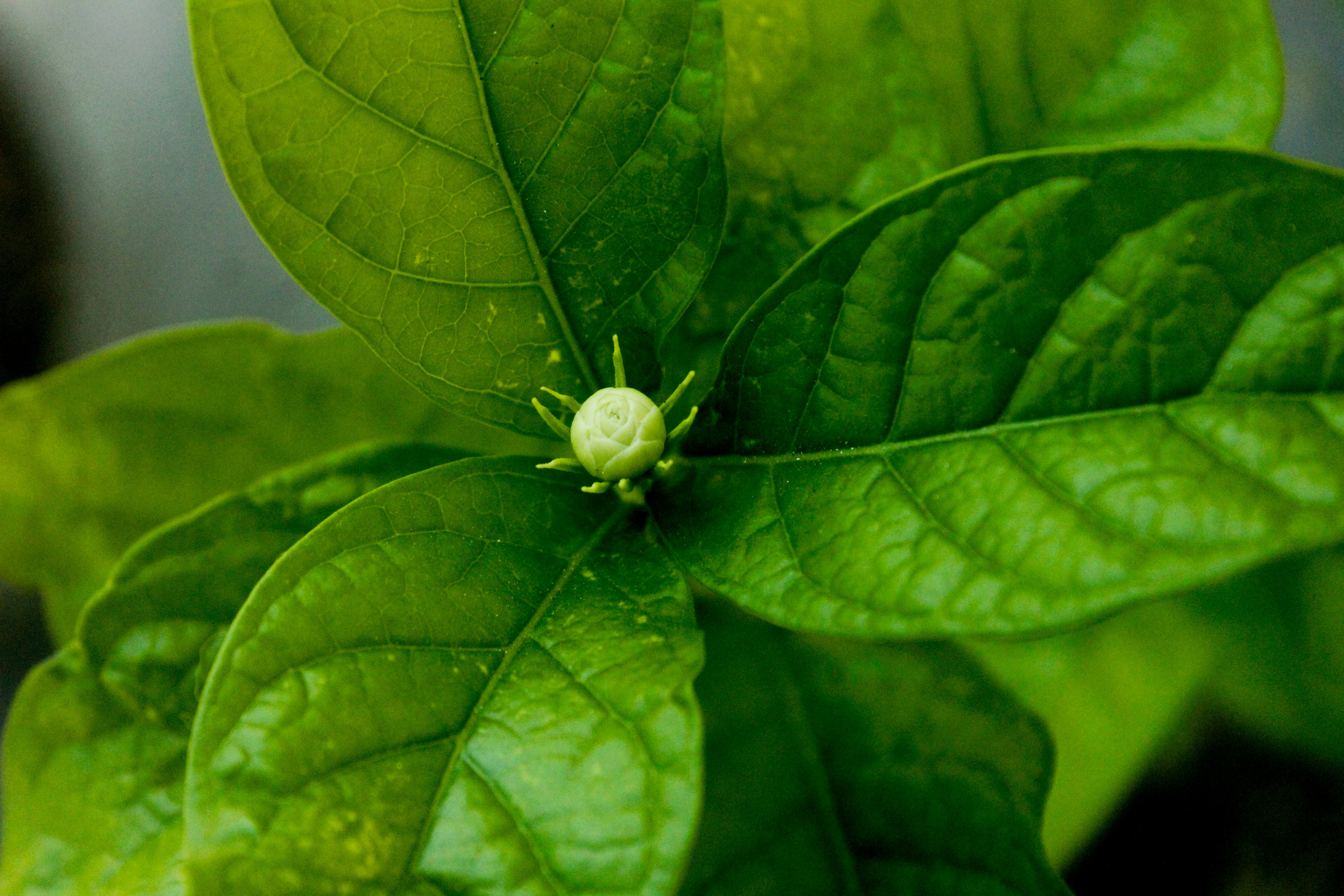 A Tiny Bud Sealed in Green: Leaf Veins Converge at a New Bud