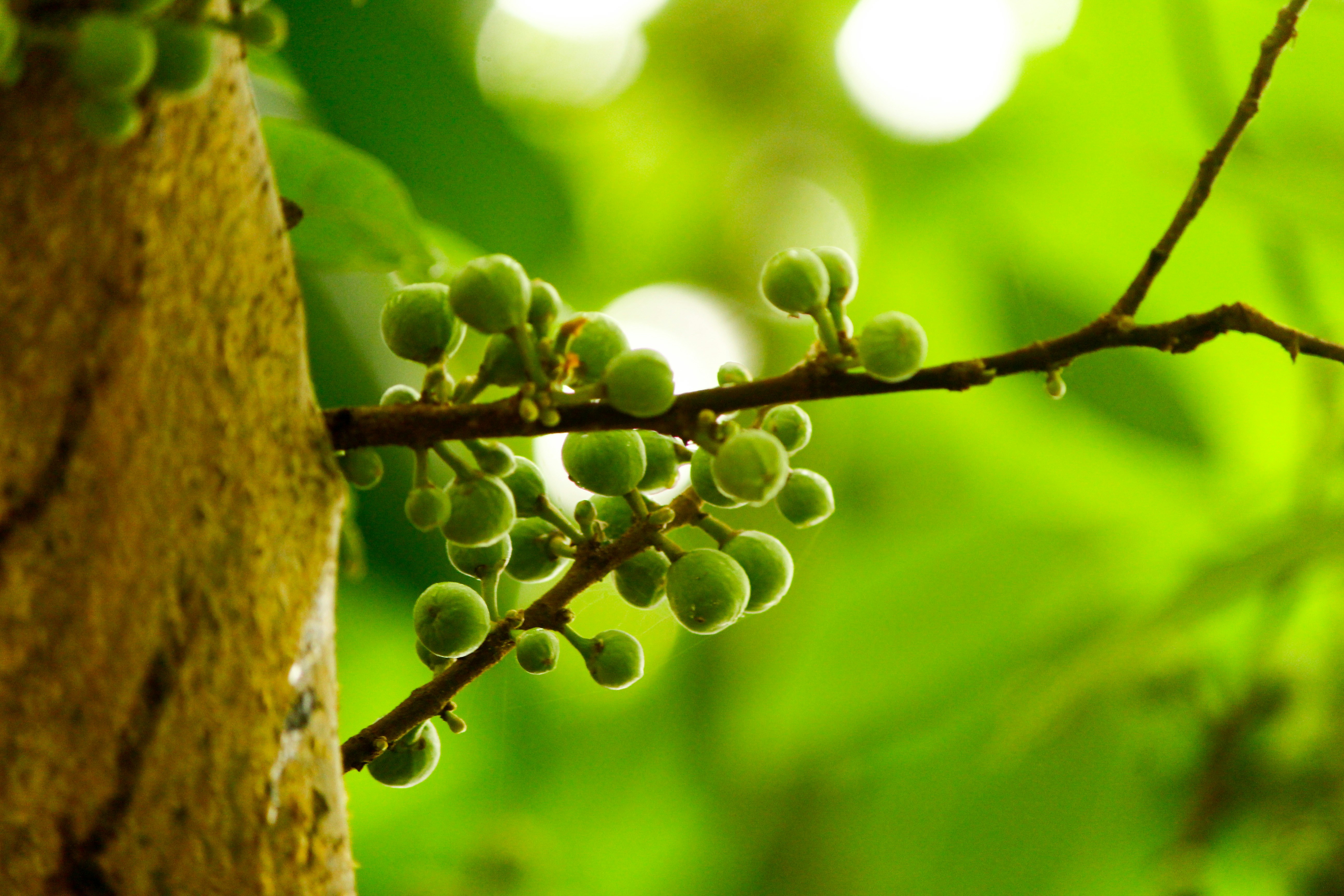 Green fruiting branch in sunlit meadow