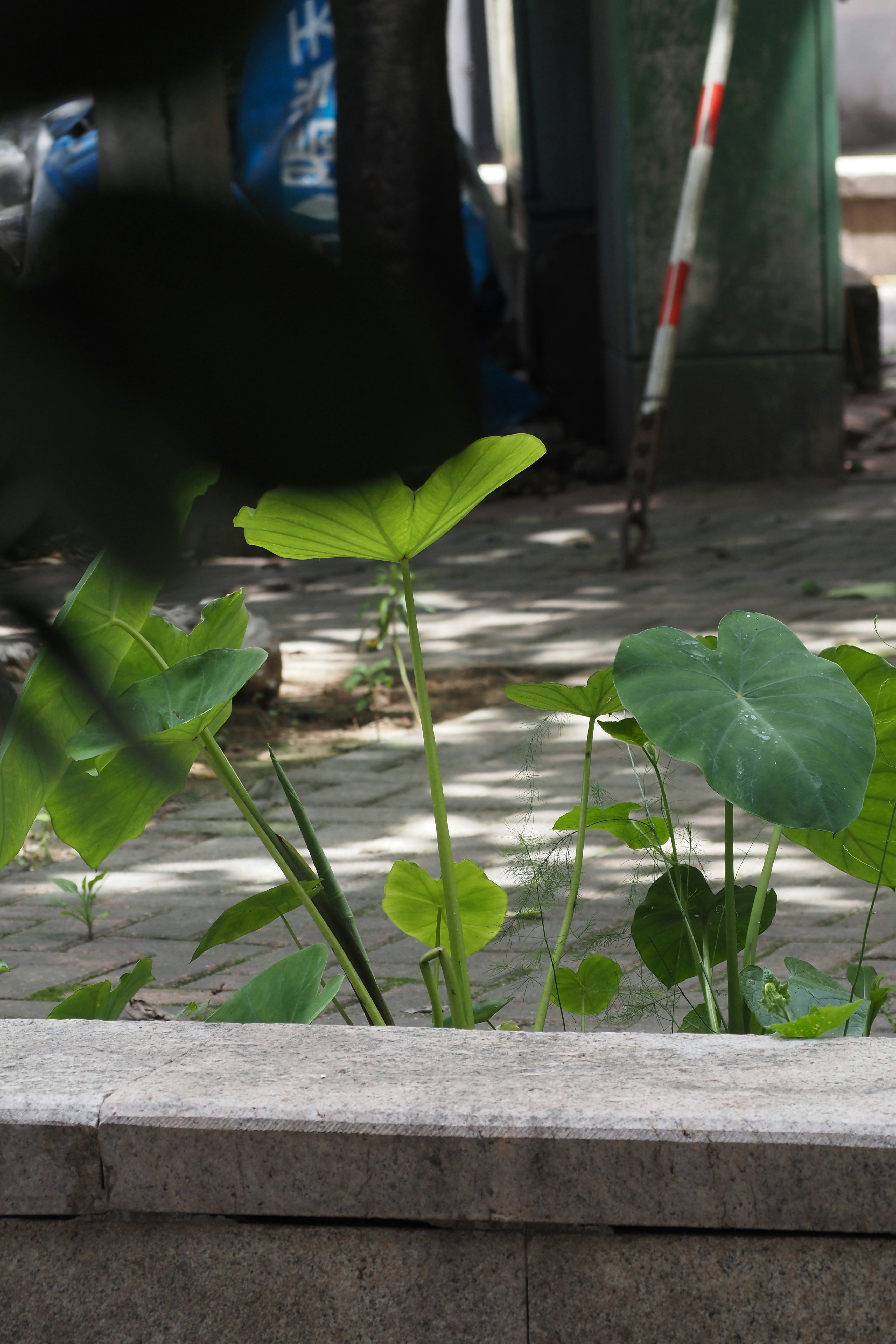 Emerging Greenery in an Urban Niche