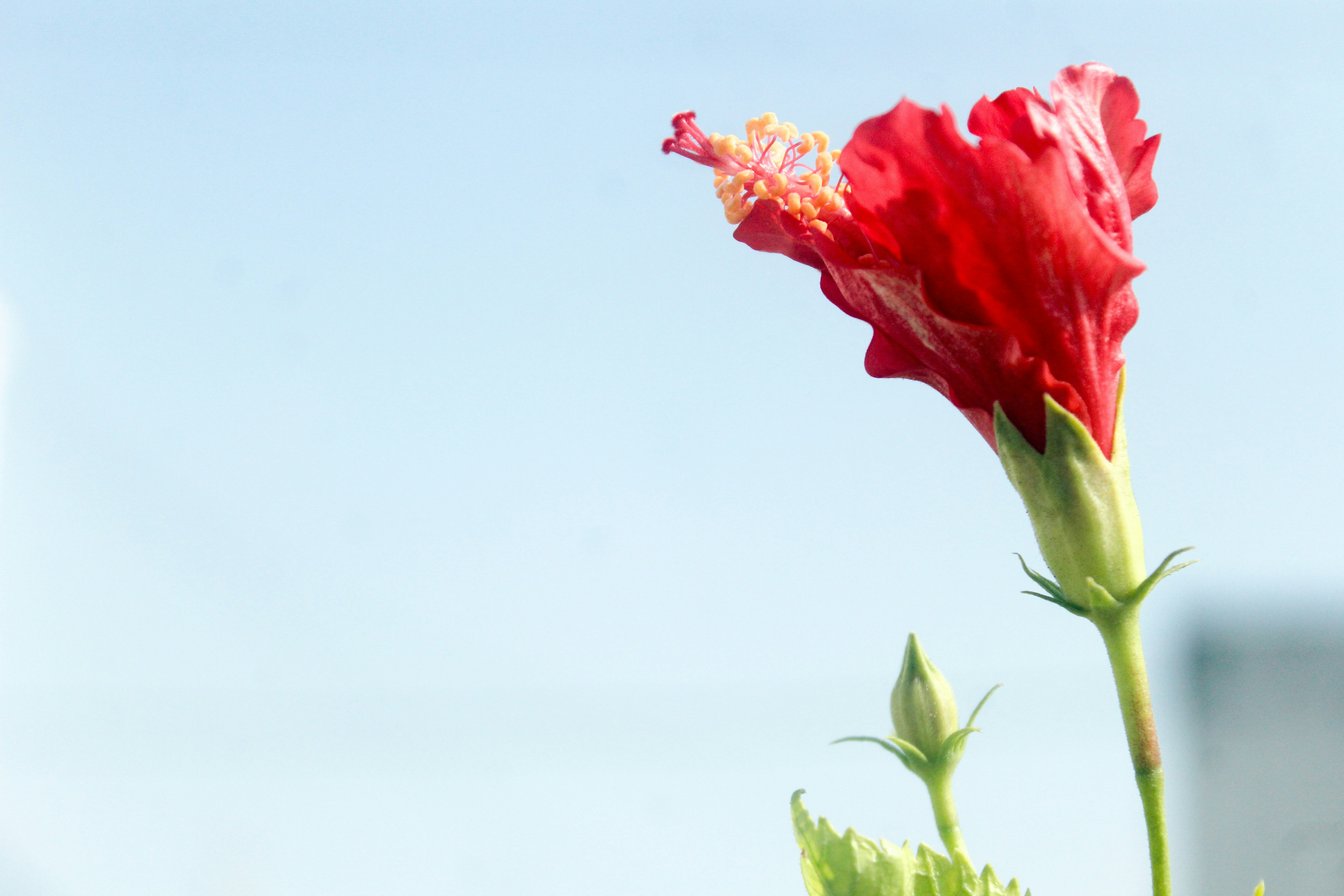 Crimson Bloom Against a Clear Sky