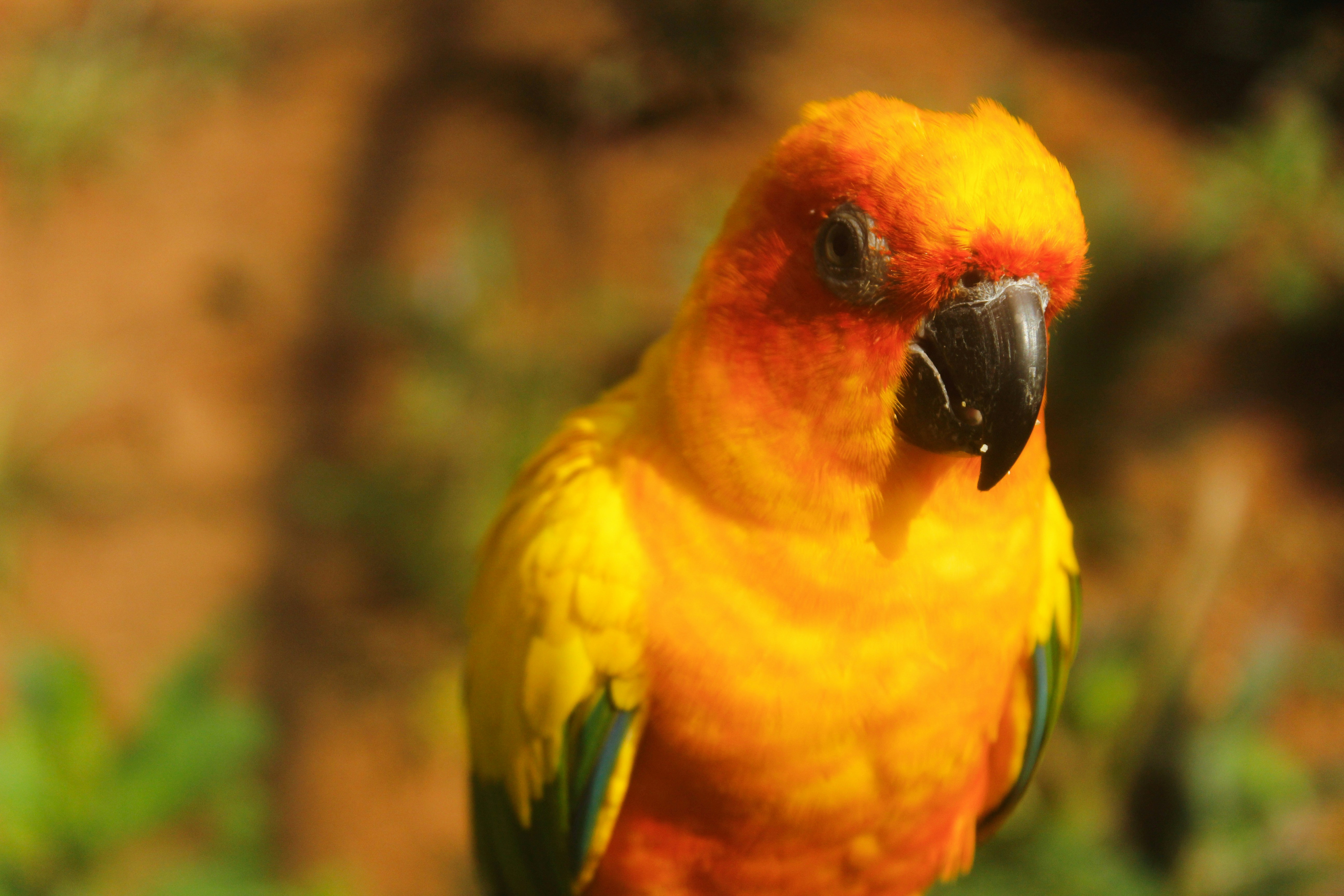 Sunlit Scarlet Beak: A Parrot Portrait with Warm Focus