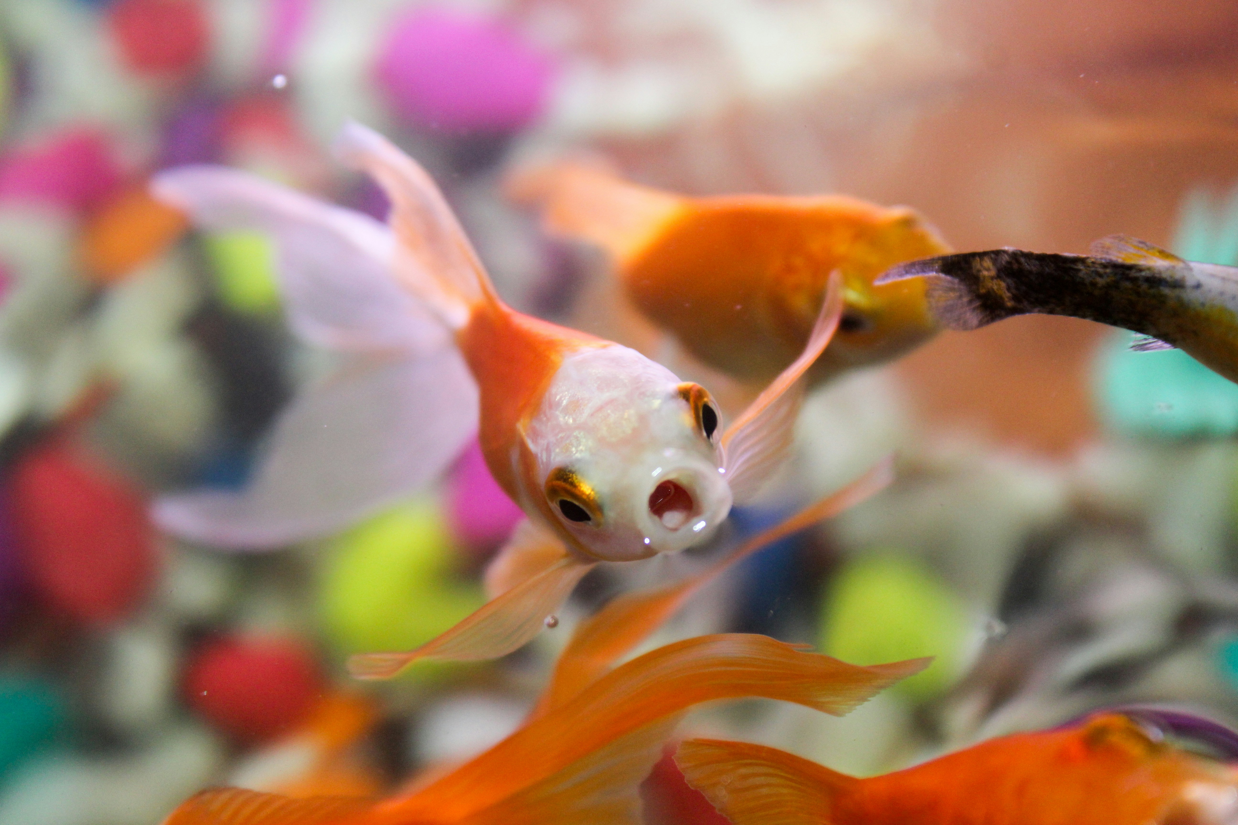 Curious Goldfish Heads Toward the Lens in a Murmuring Aquarium