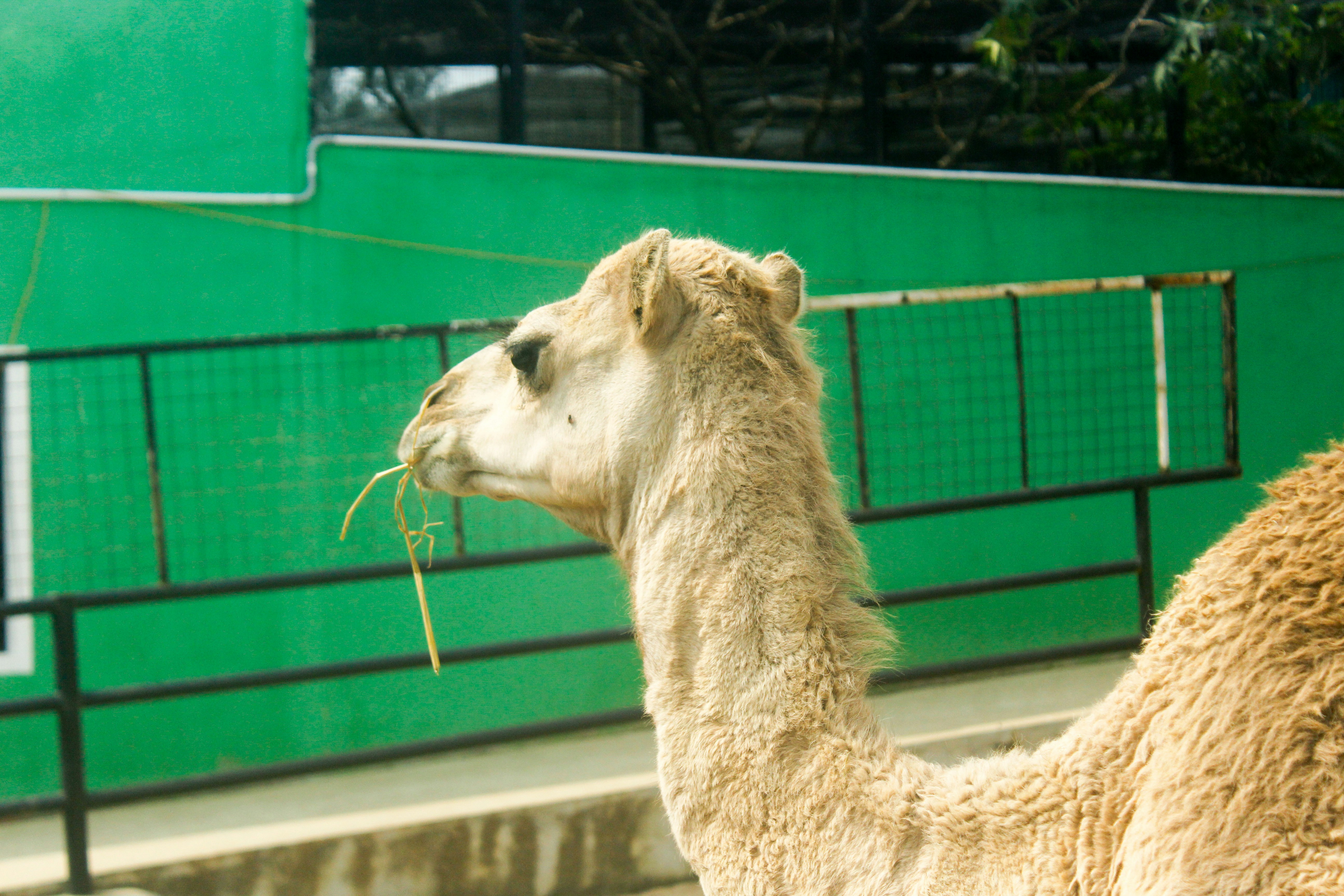 Desert-Theme Exhibit: A Camel in Profile by the Green Barrier