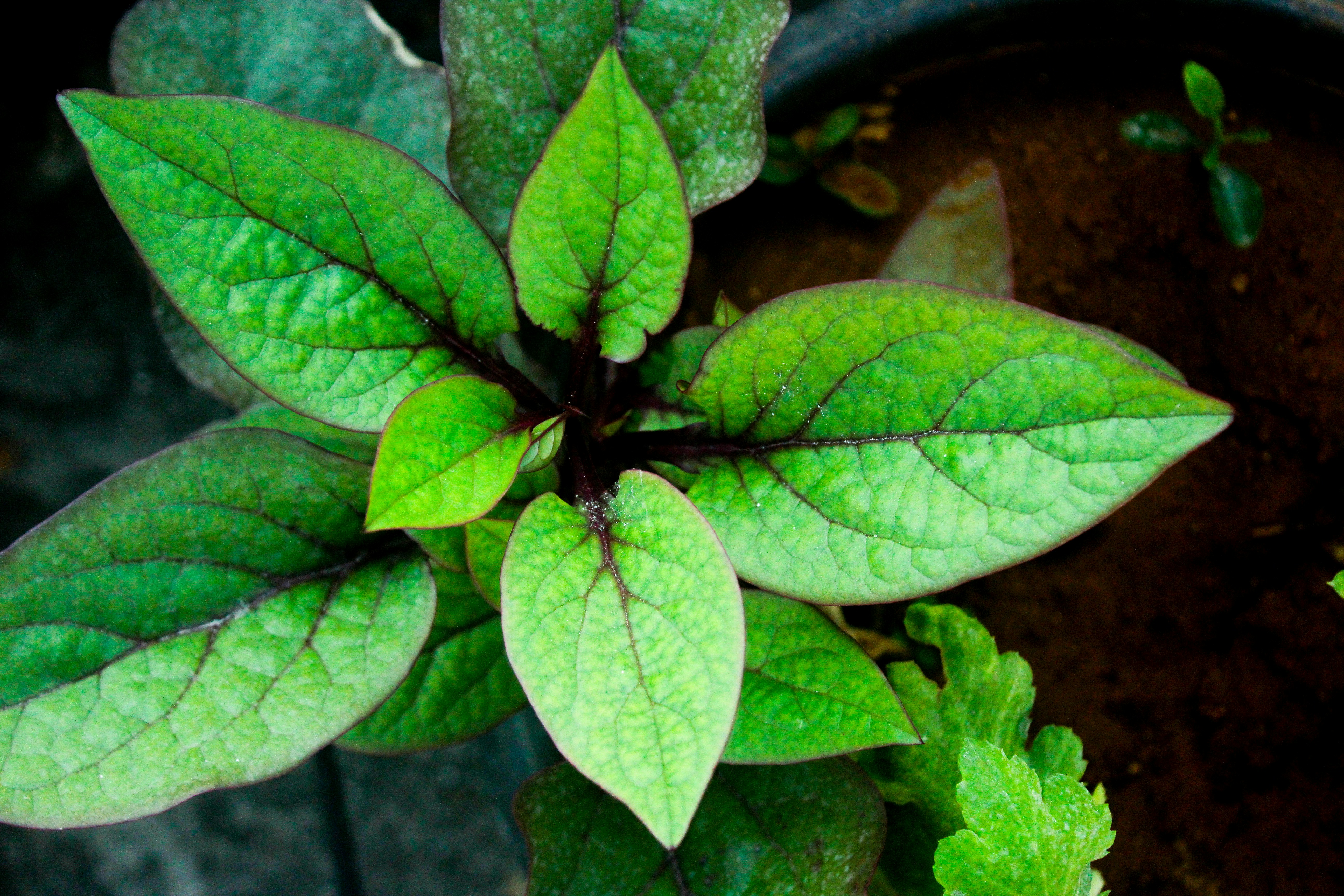 Vibrant Seedling Cluster: Green Veins and Sunlit Leaves