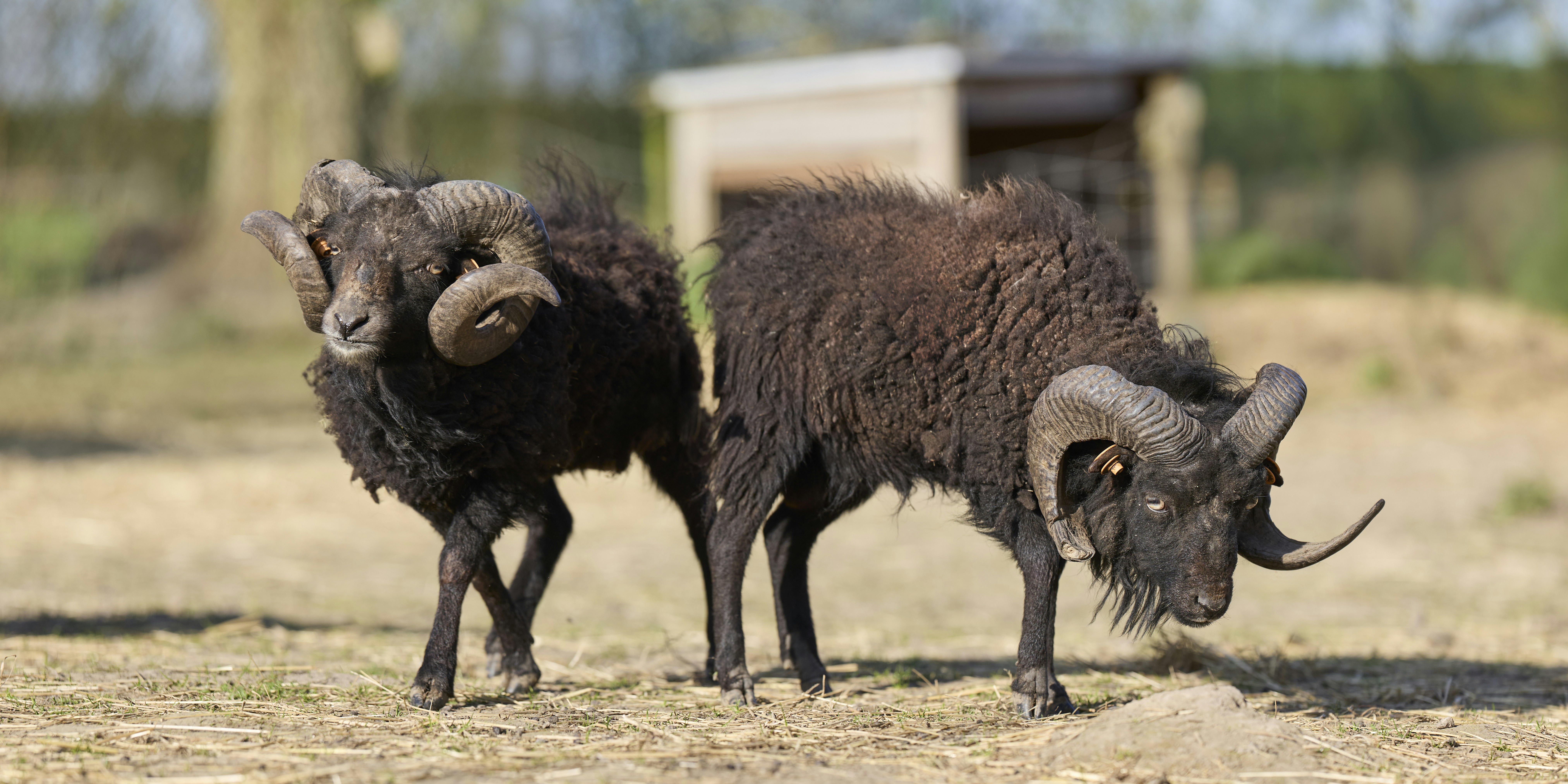 Horns in the Dust: Two Rams Share the Plain