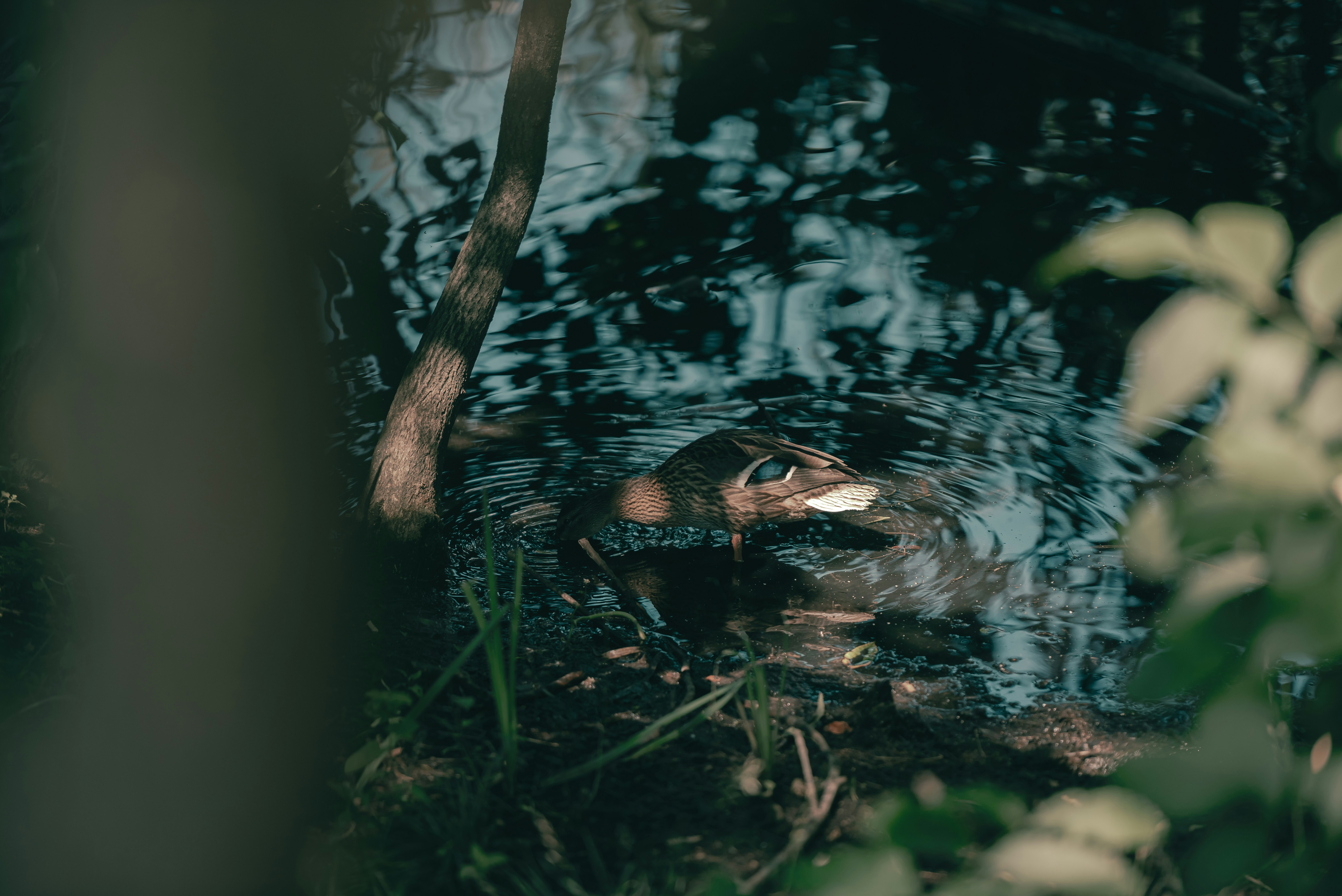 Crocodile Breathe: Hidden Slumber in a Quiet Wetland