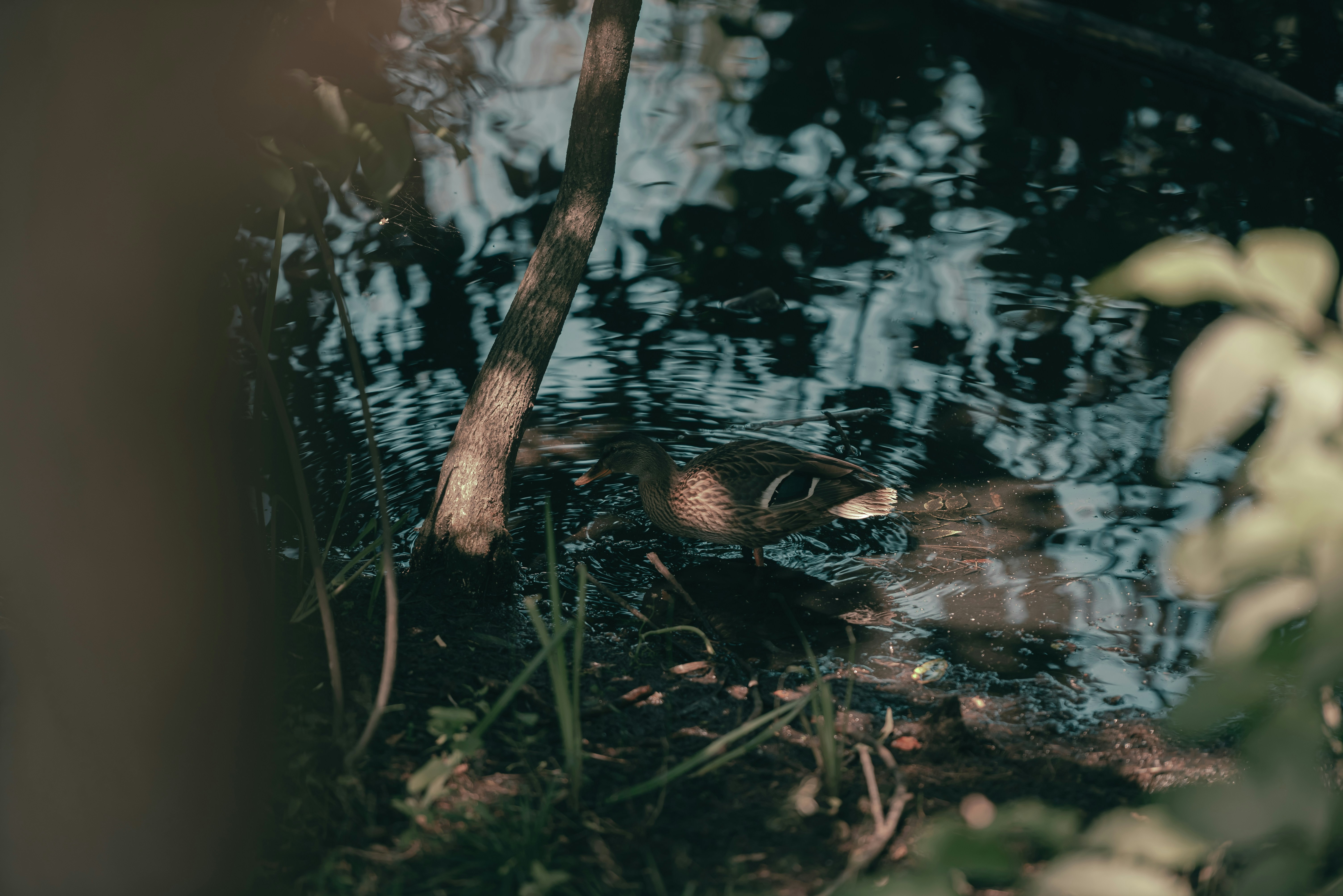 Hidden Waterfowl: A Duck Resting Among Ripples and Reflections