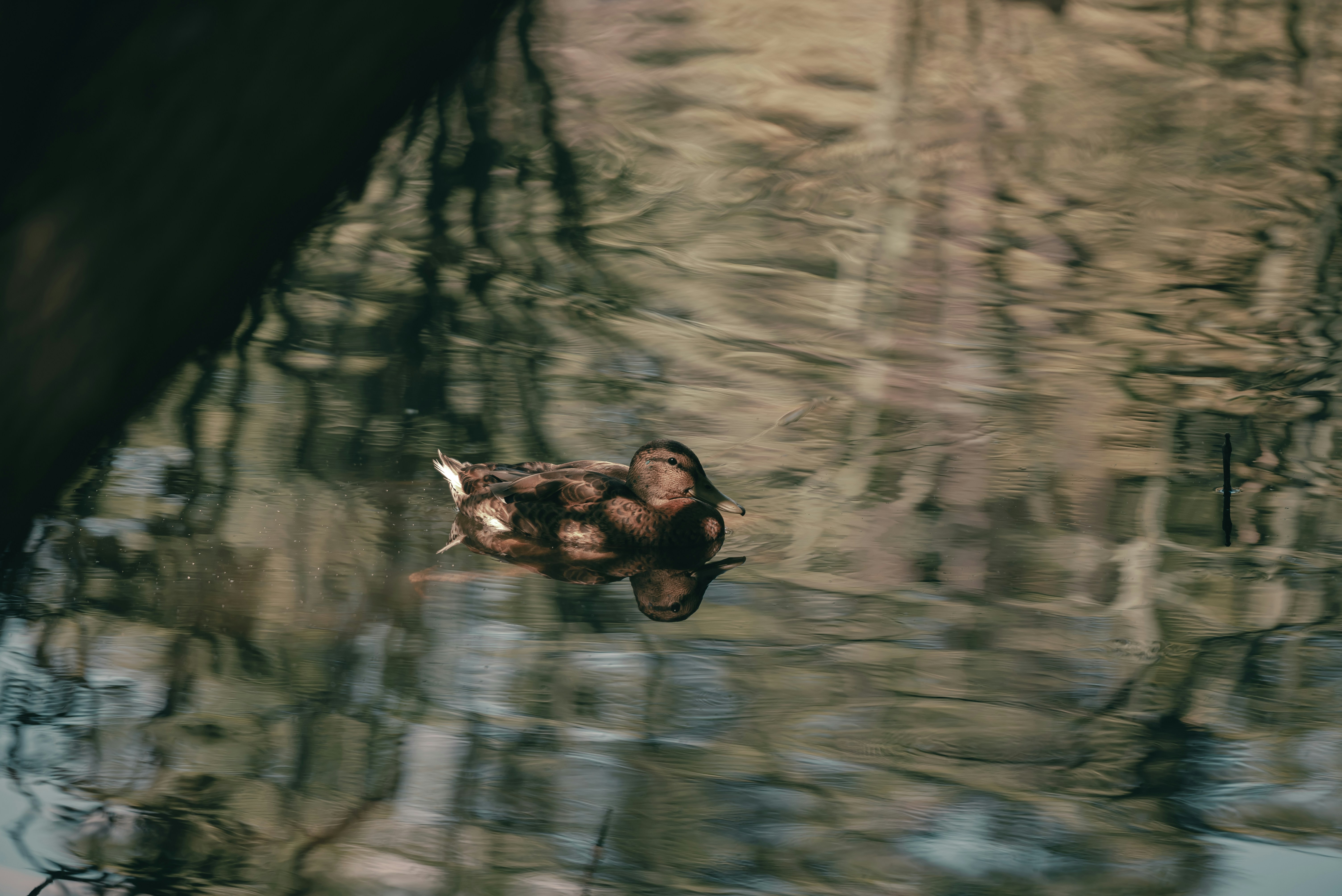 Solitary Duck Skimming Quiet Ripples