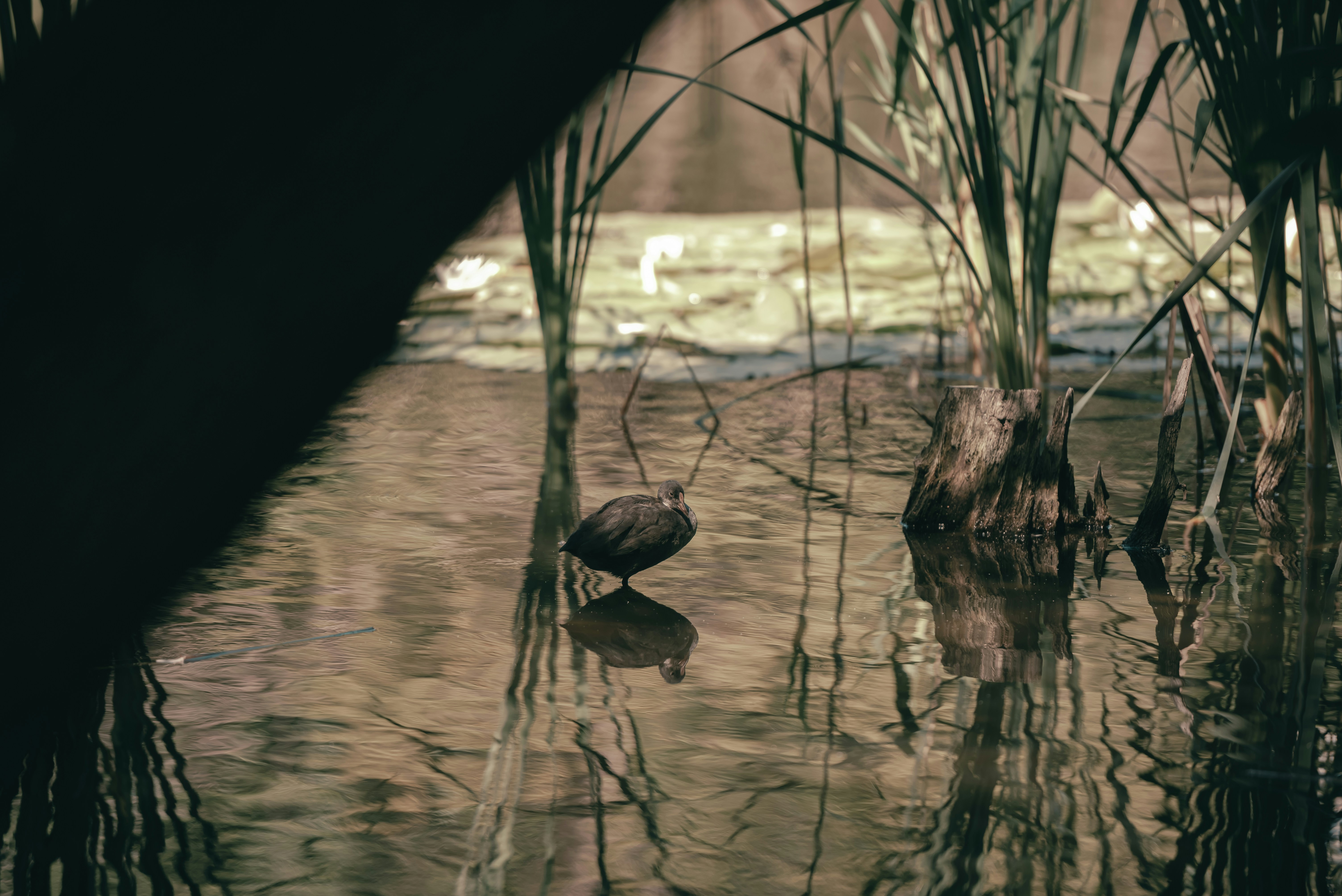 Hidden Shoreline Serenade
