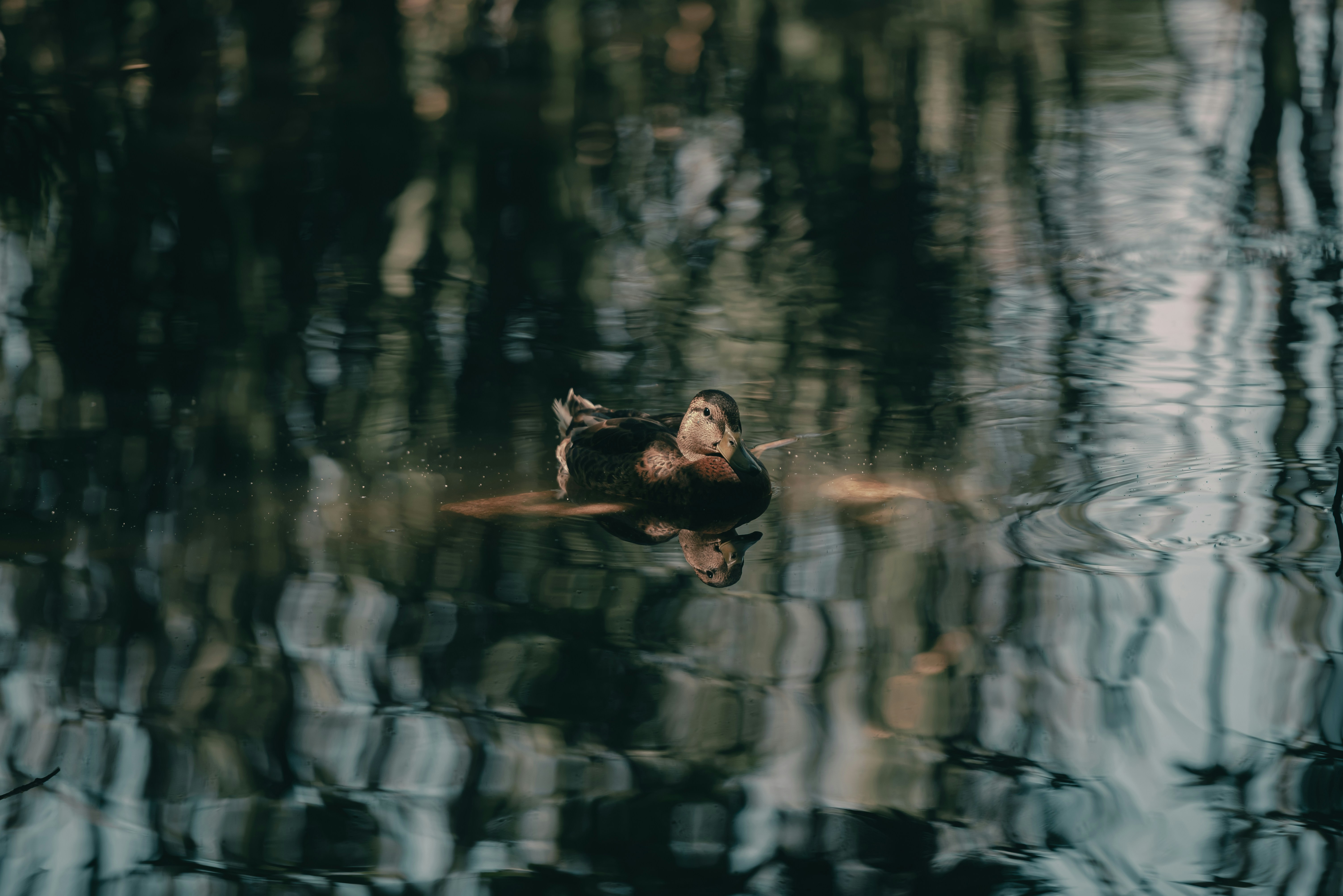Floating Otter's Glide: A Quiet Moment on Mirror-like Waters