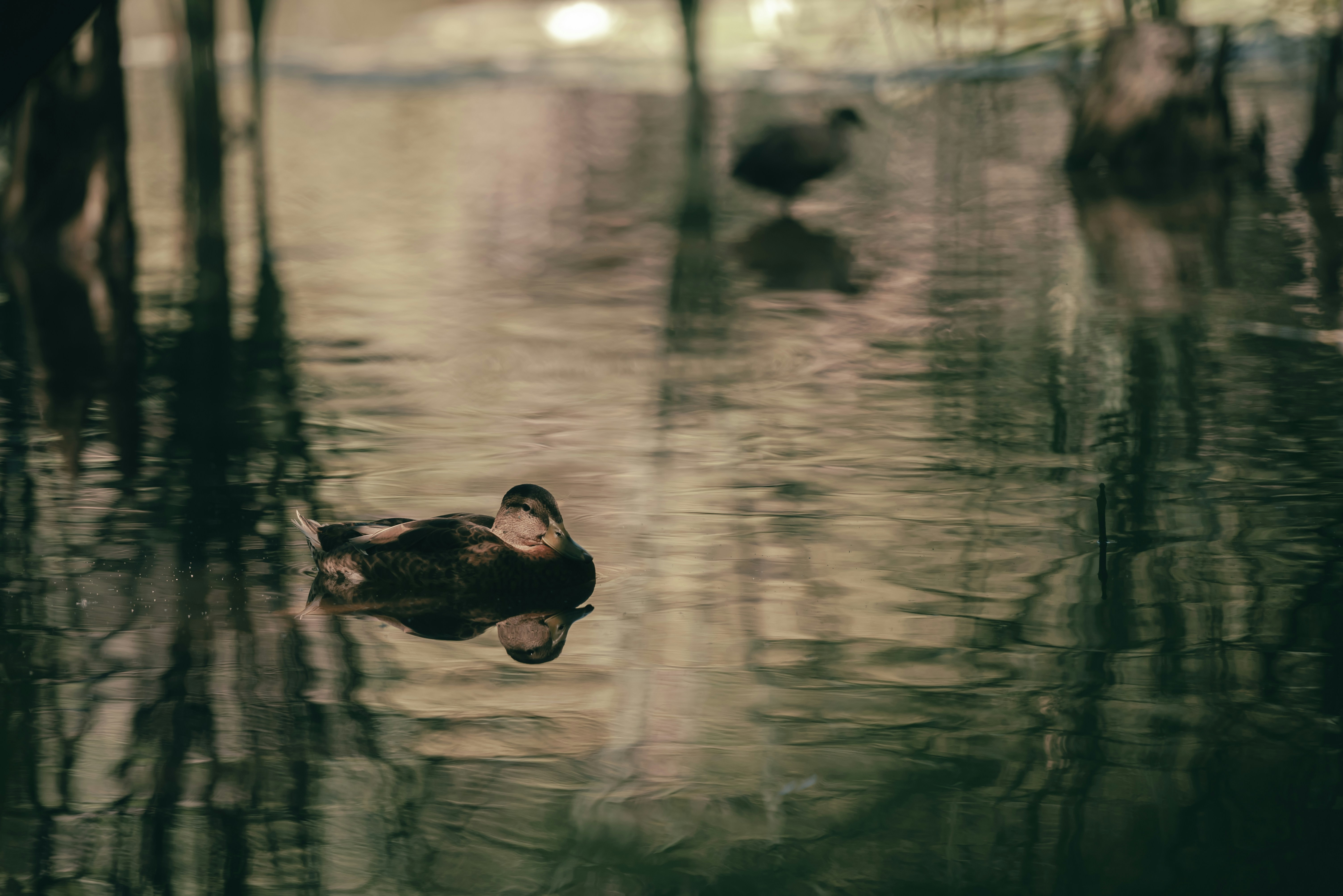 Centered Calm: A Duck Glides Through Quiet Reflections