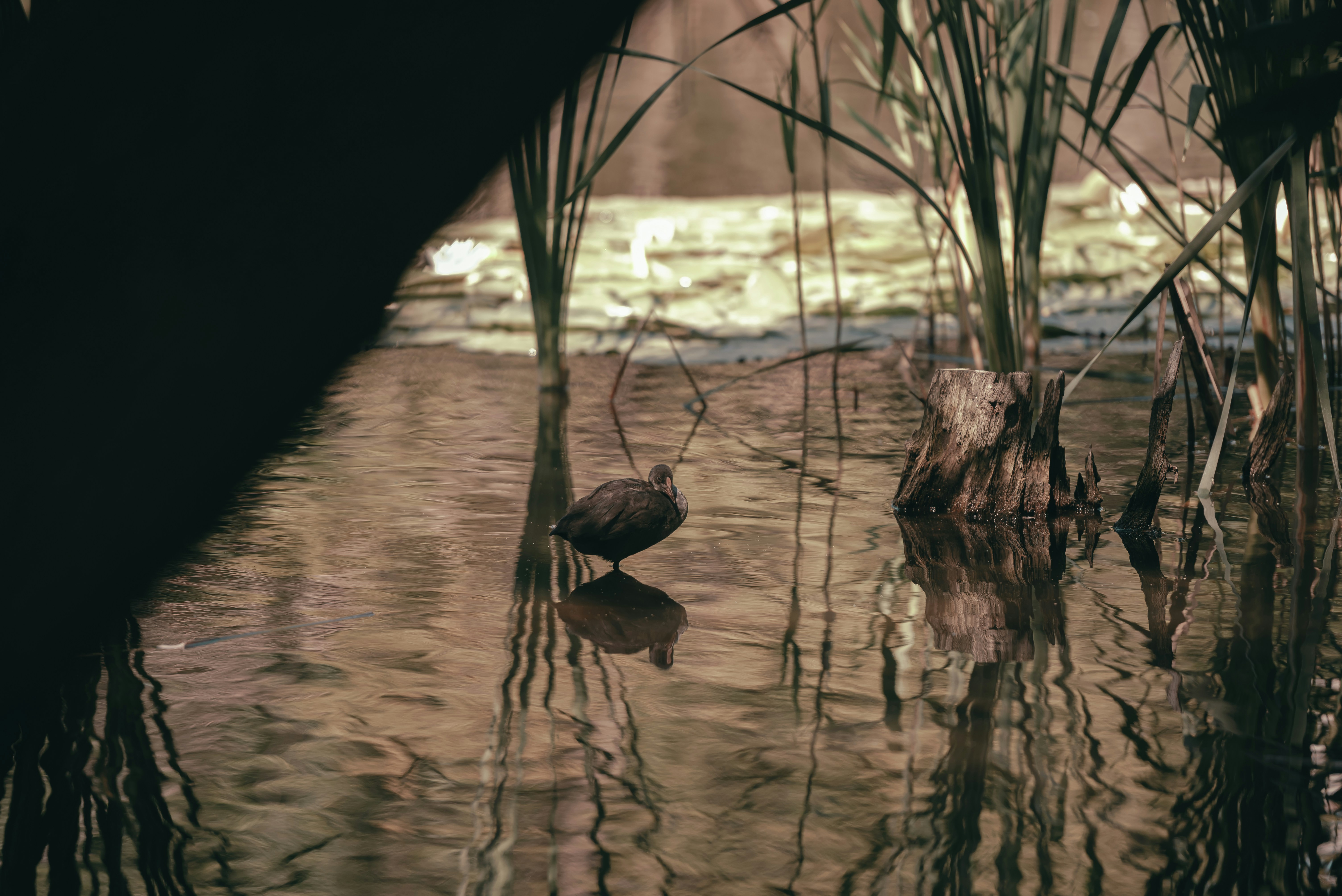 Hidden Wader in the Reeds: A Quiet Moment on Reflective Waters
