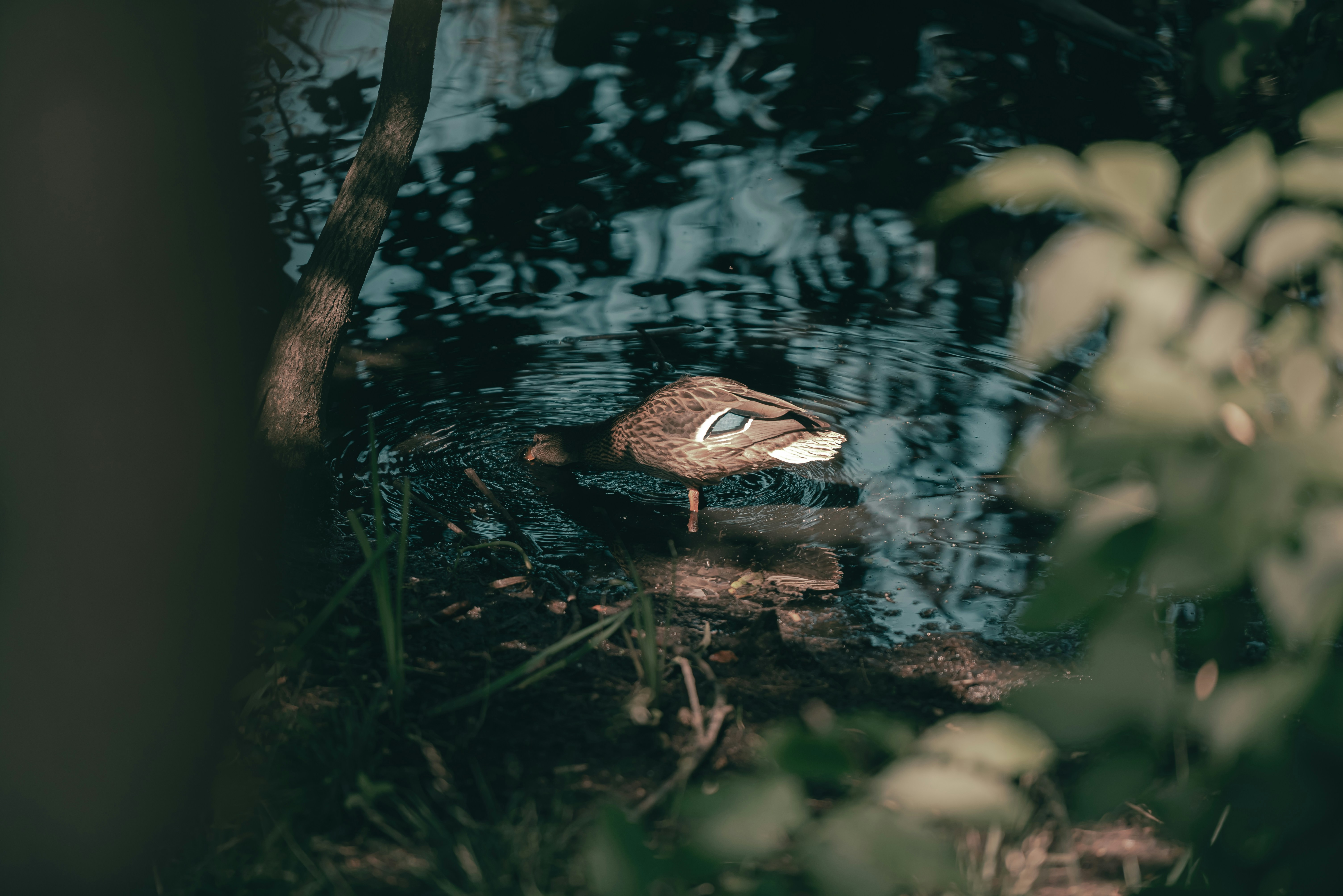 A Quiet Moment: A Duckling Rests in Shadowed Waters