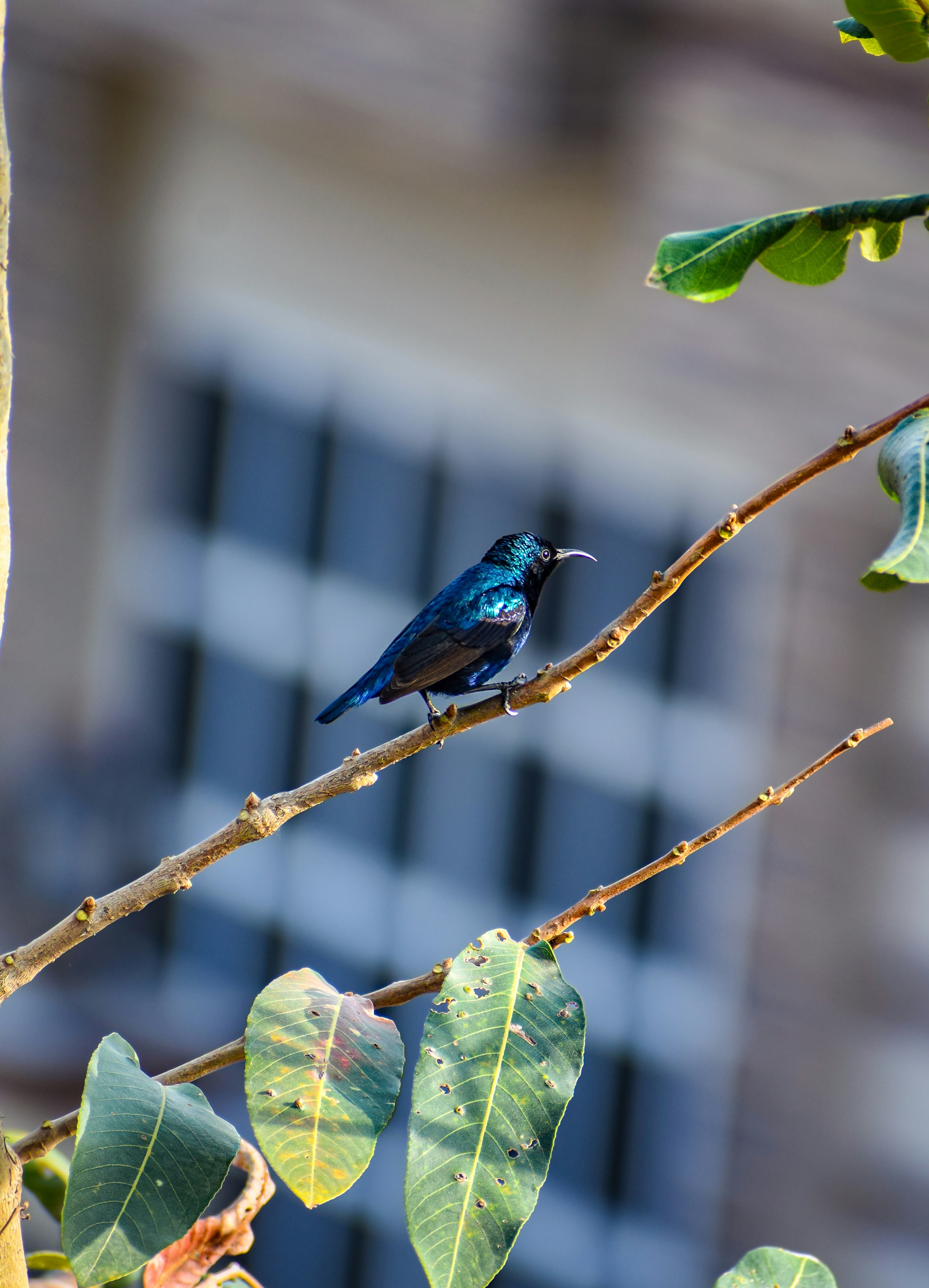 Azure-tailed Beauty Perched on a Safe Branch