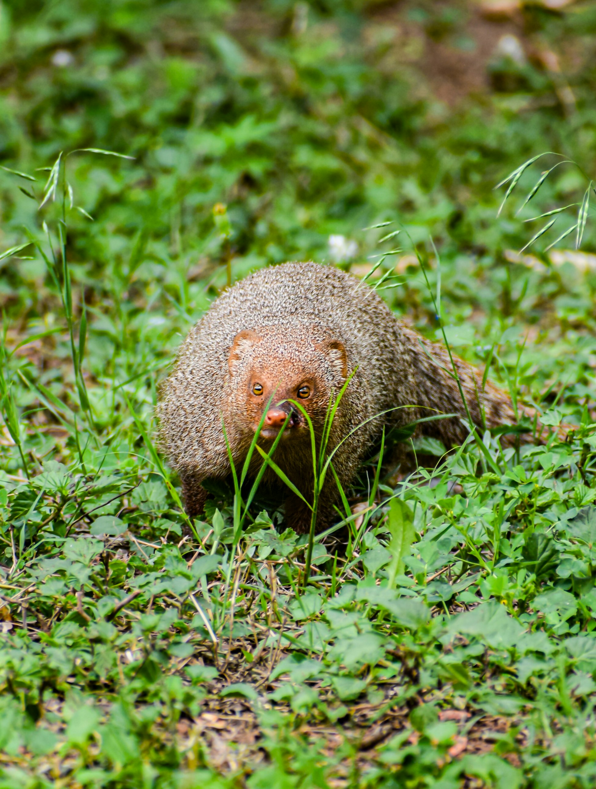 Ground-dwelling mongoose in verdant undergrowth