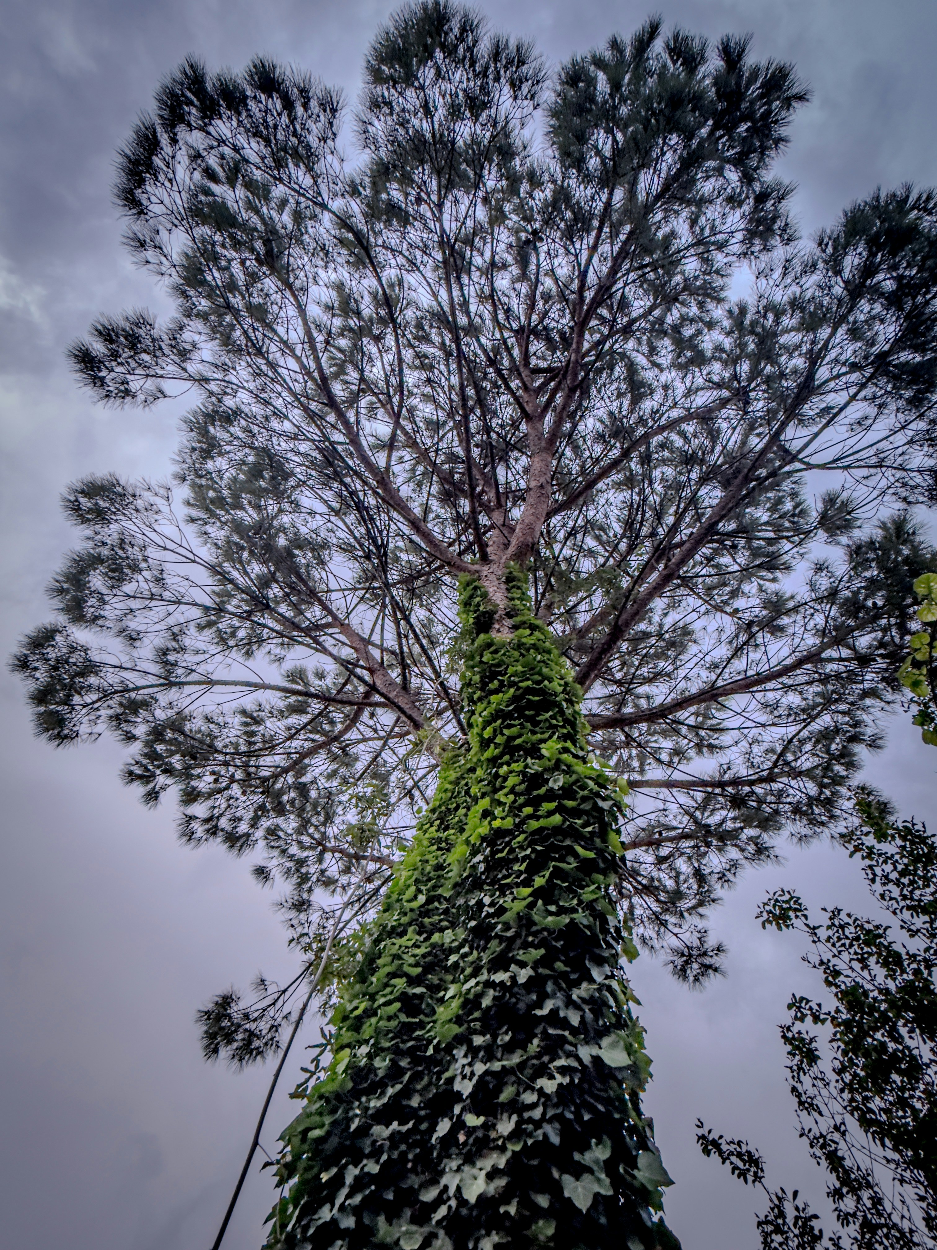 Ivy-Wrapped Giant: A Triumph of Green Climb