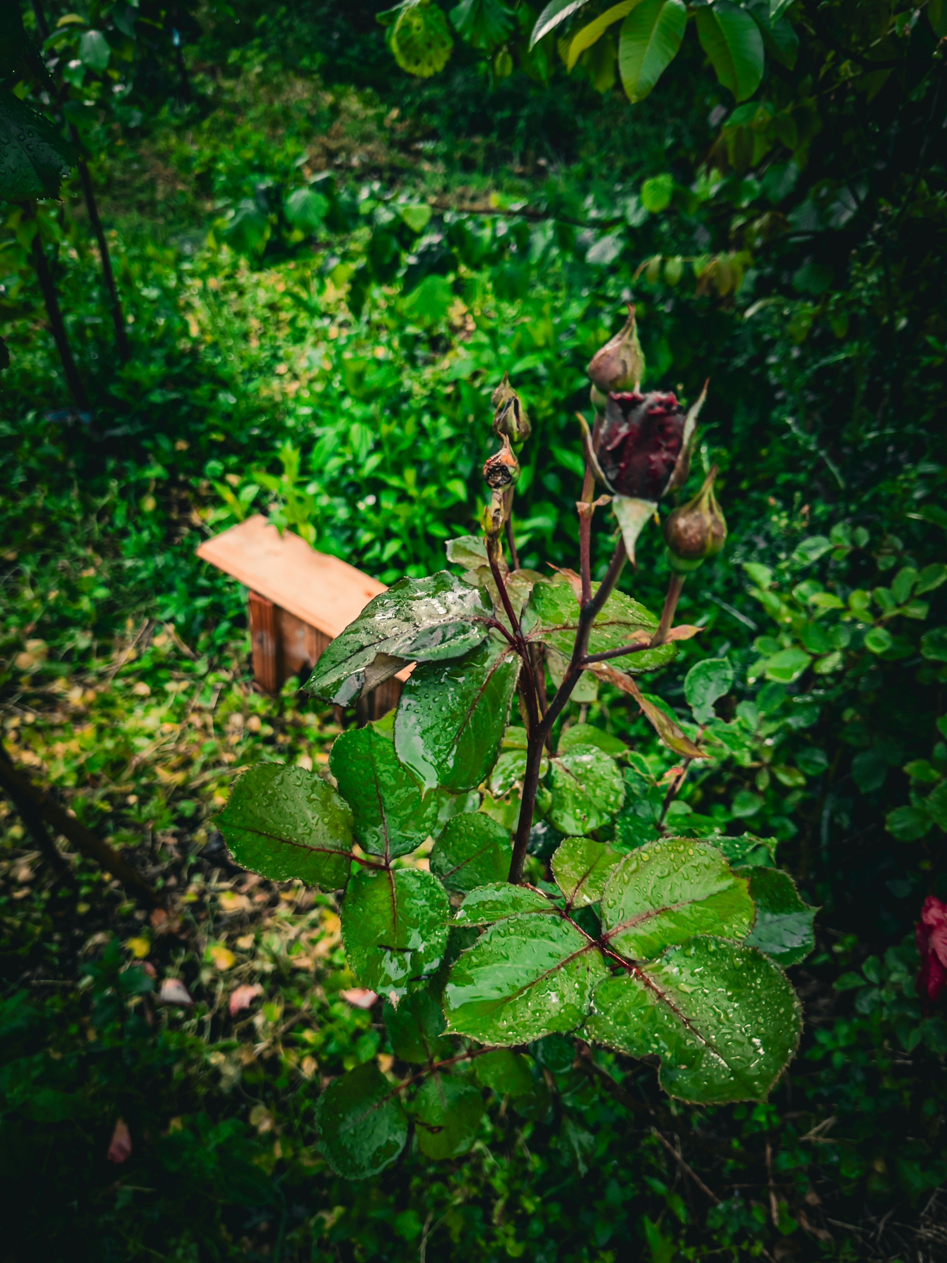 Dew-kissed rosebud in a verdant garden still life