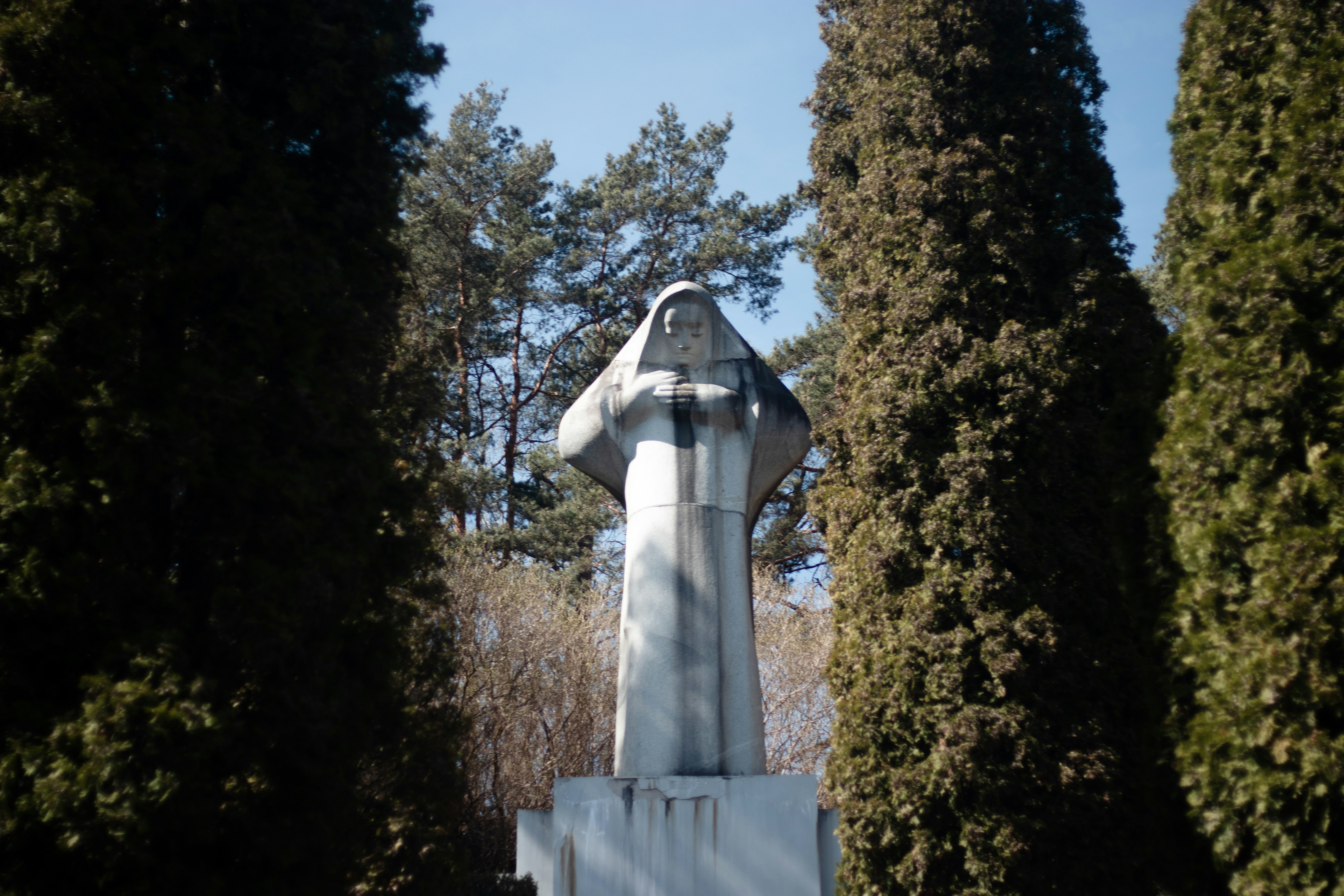Statue Amid Tall evergreens: a serene monument framed by shadows