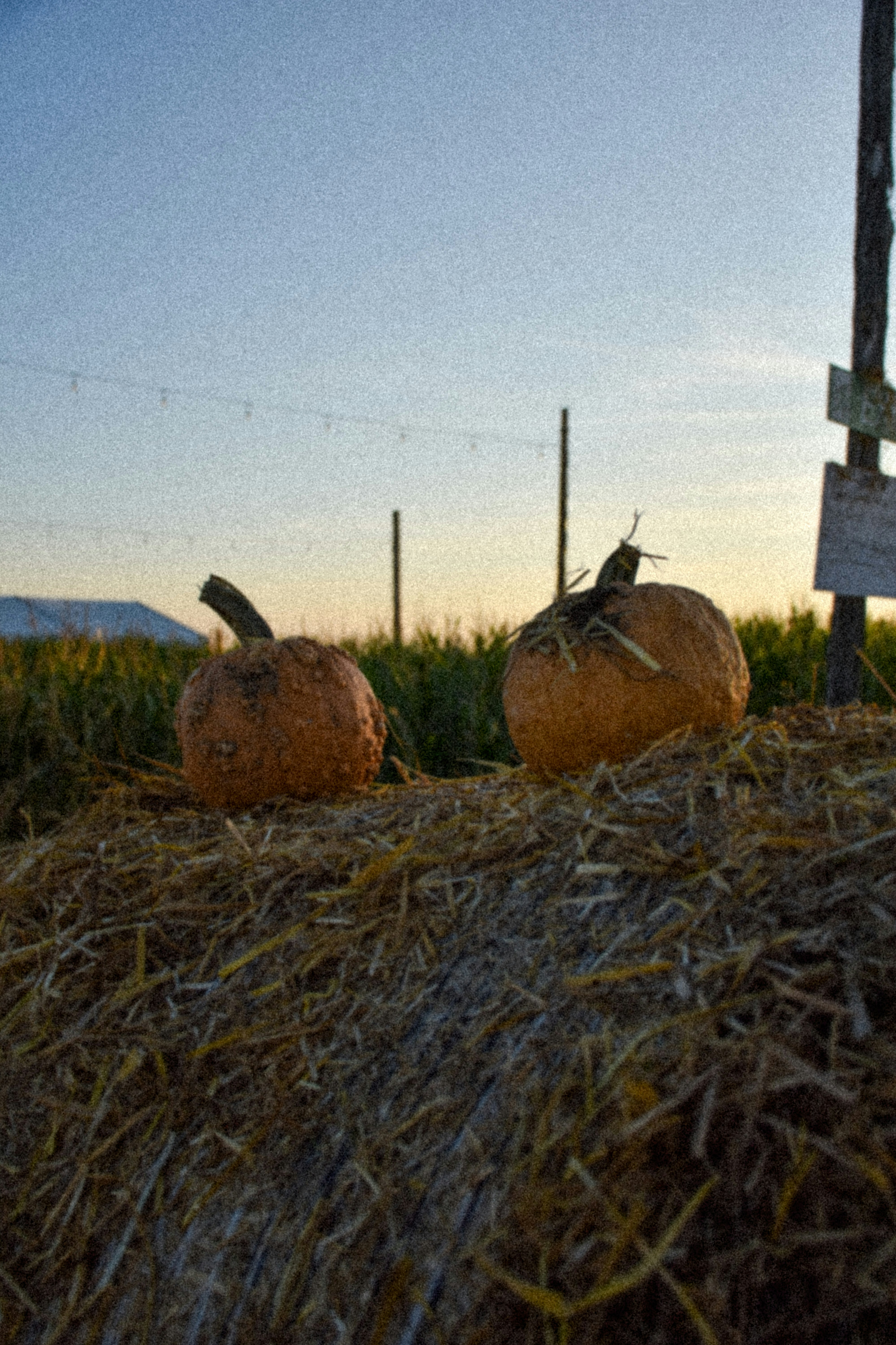 Pumpkin Still Life on a Hay-Hill at Sunset