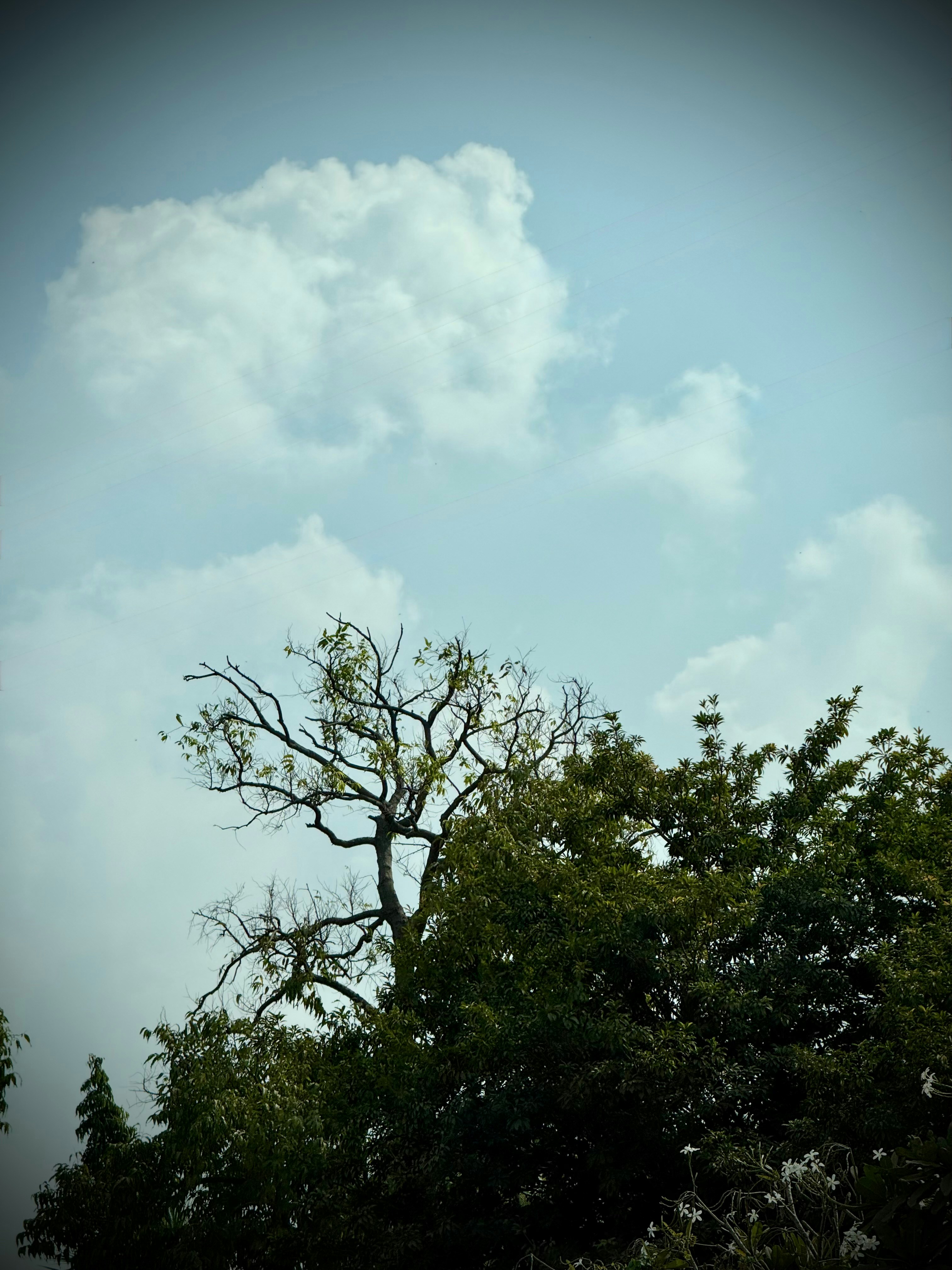 Lone Branch Reaching Toward a Cotton Sky