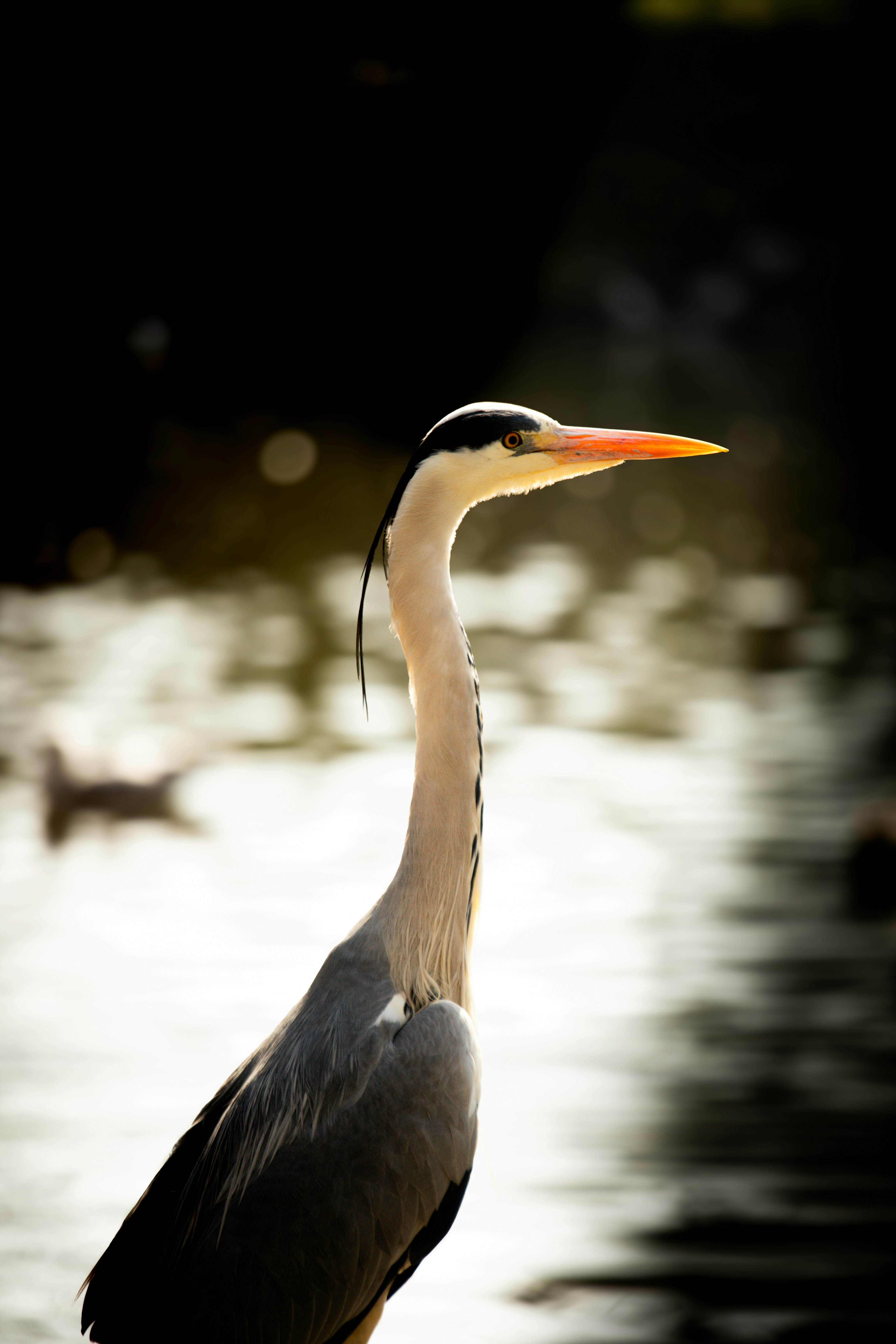 Long-necked sentinel: a great egret against a sunlit river backdrop