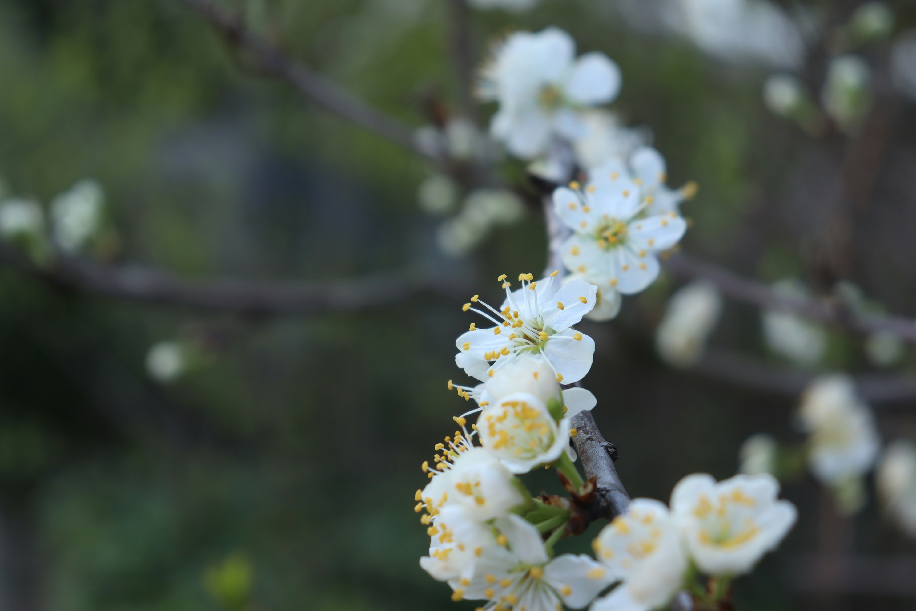 White blossoms in soft morning light on a woody branch