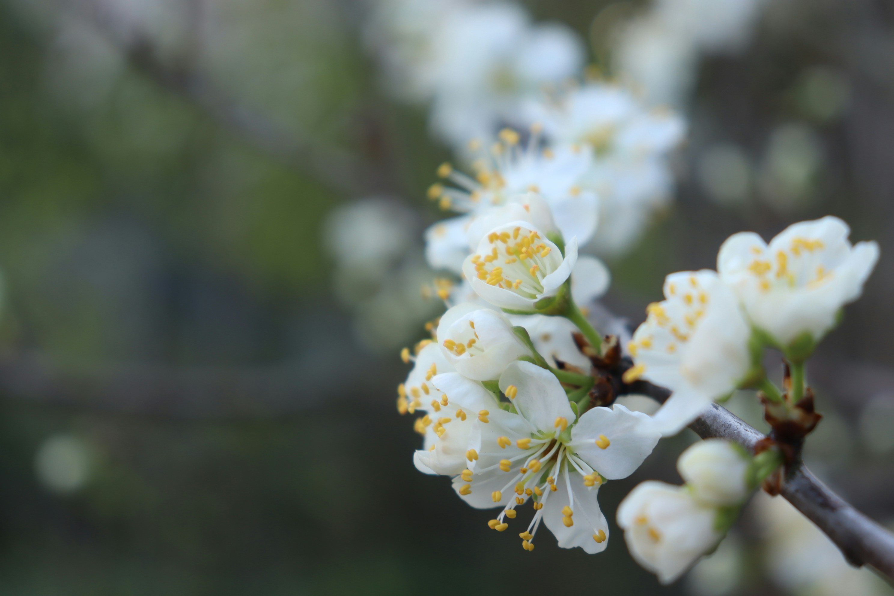 Blooming Whisper: White Blossoms in Soft Focus