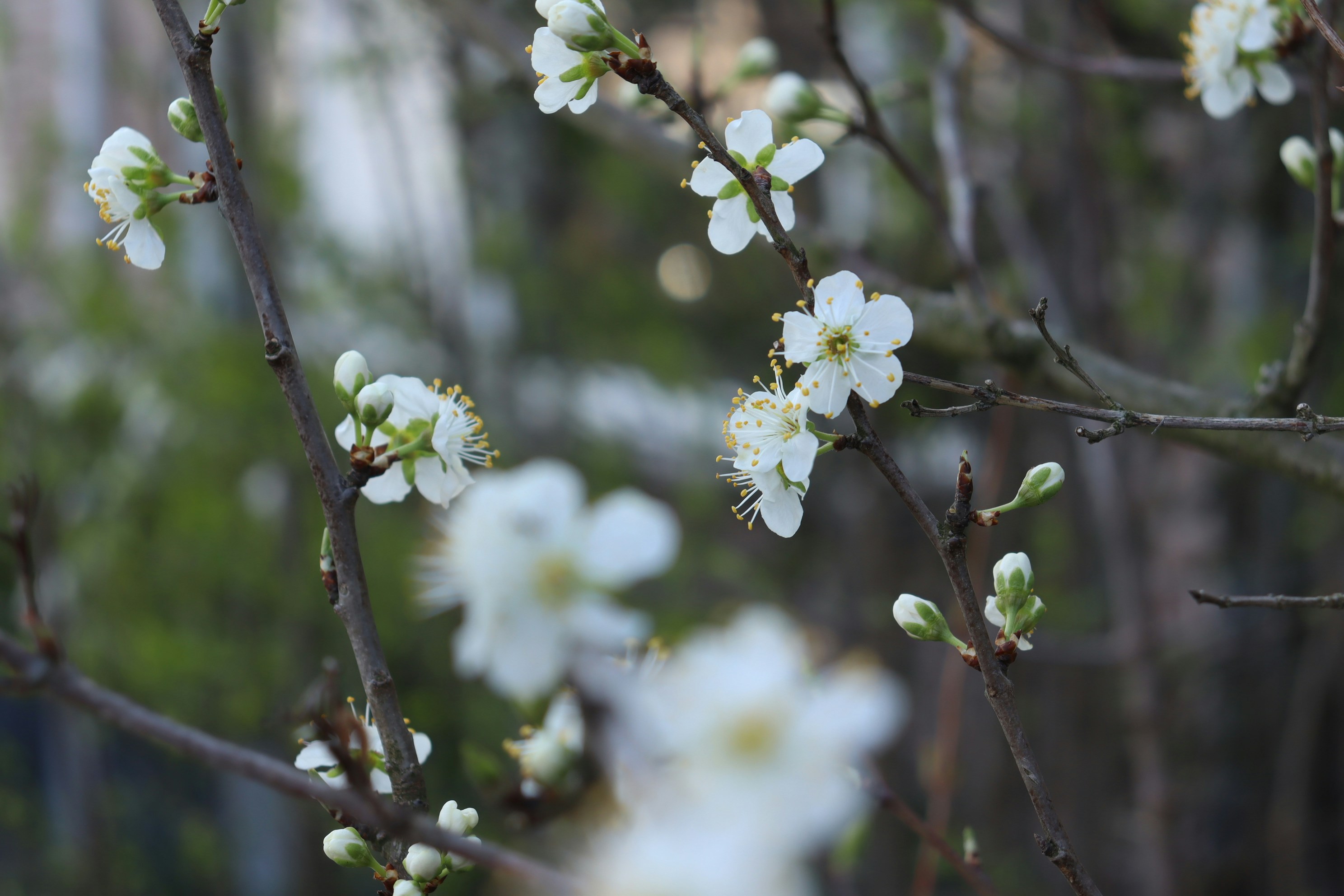 Blossoms in Focus: Delicate White Petals Against a Blurred Spring Background