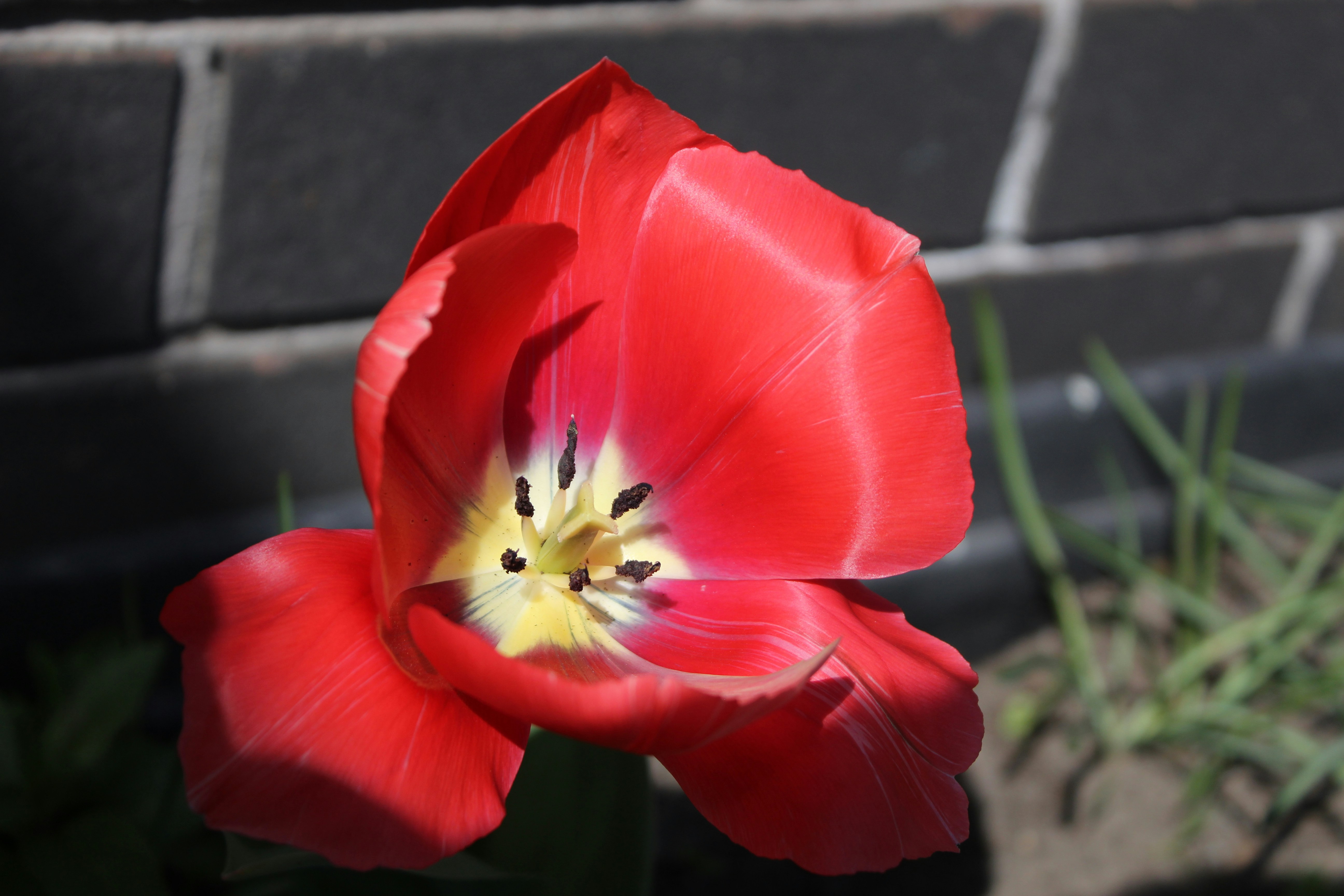 Crimson Tulip: A Diminutive Burst of Color by the Brick