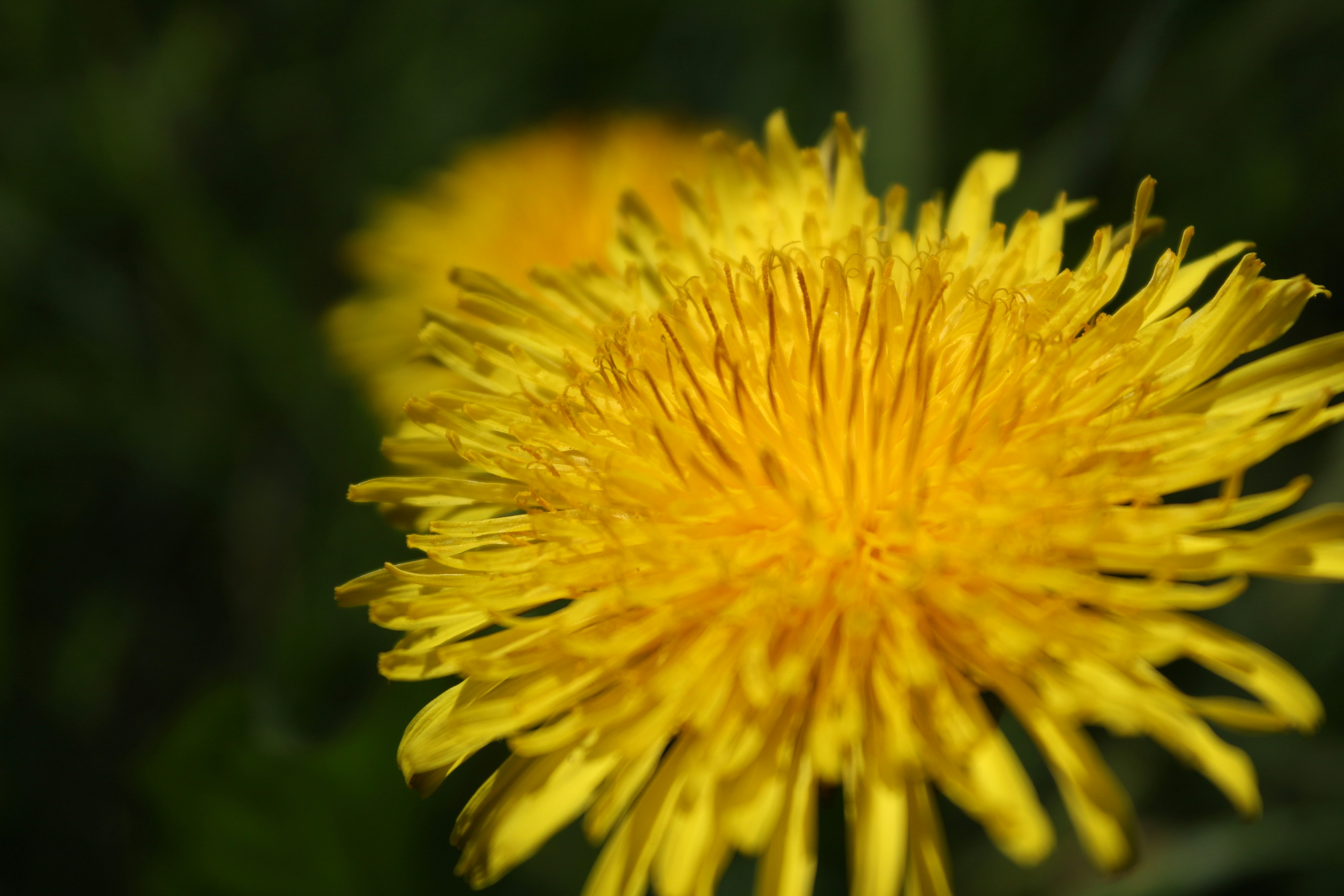 Golden Bloom in Soft Focus
