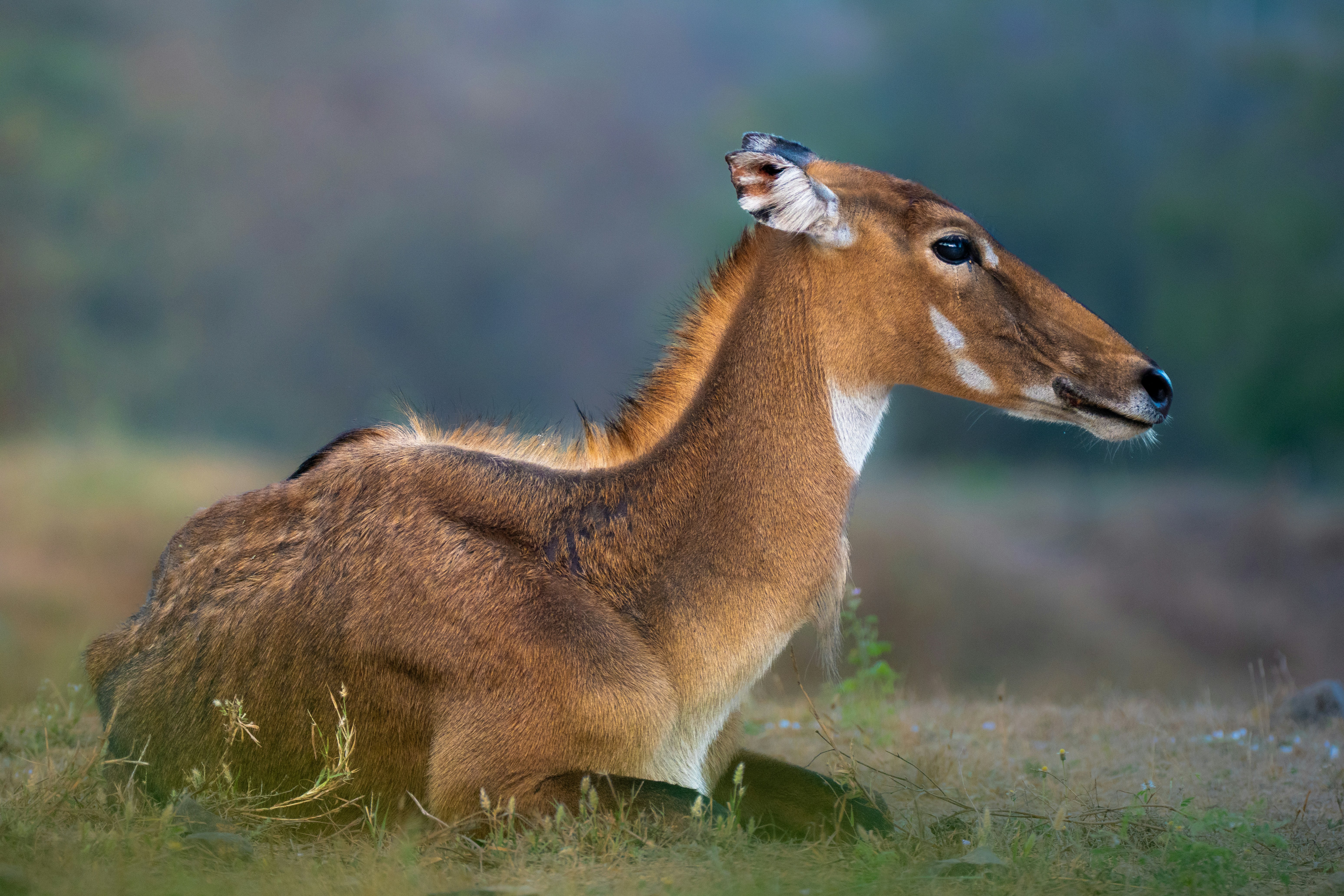 The Silent Watcher: A Pronghorn Resting in Evening Haze