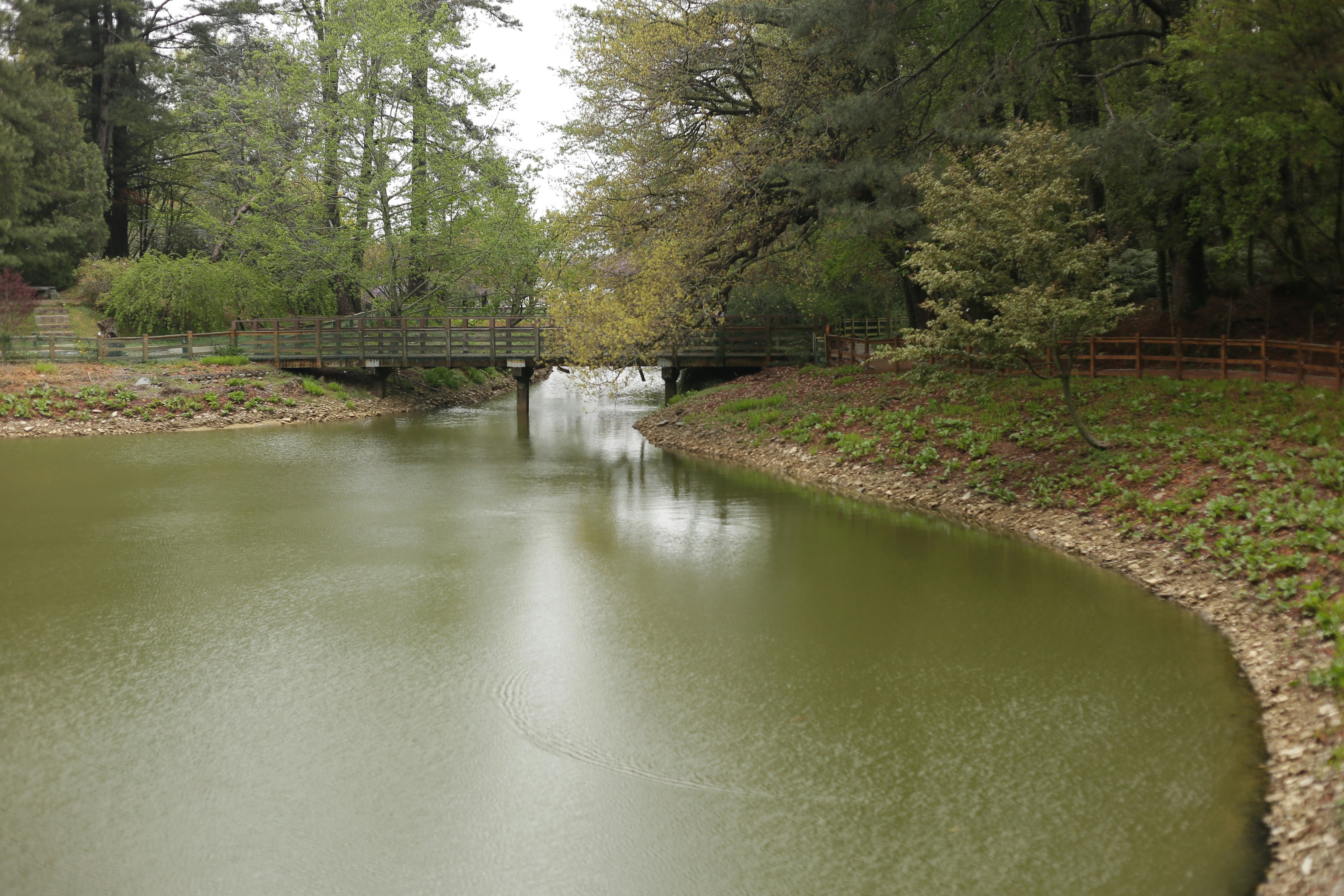 Bridge over tranquil pond in a leafy park