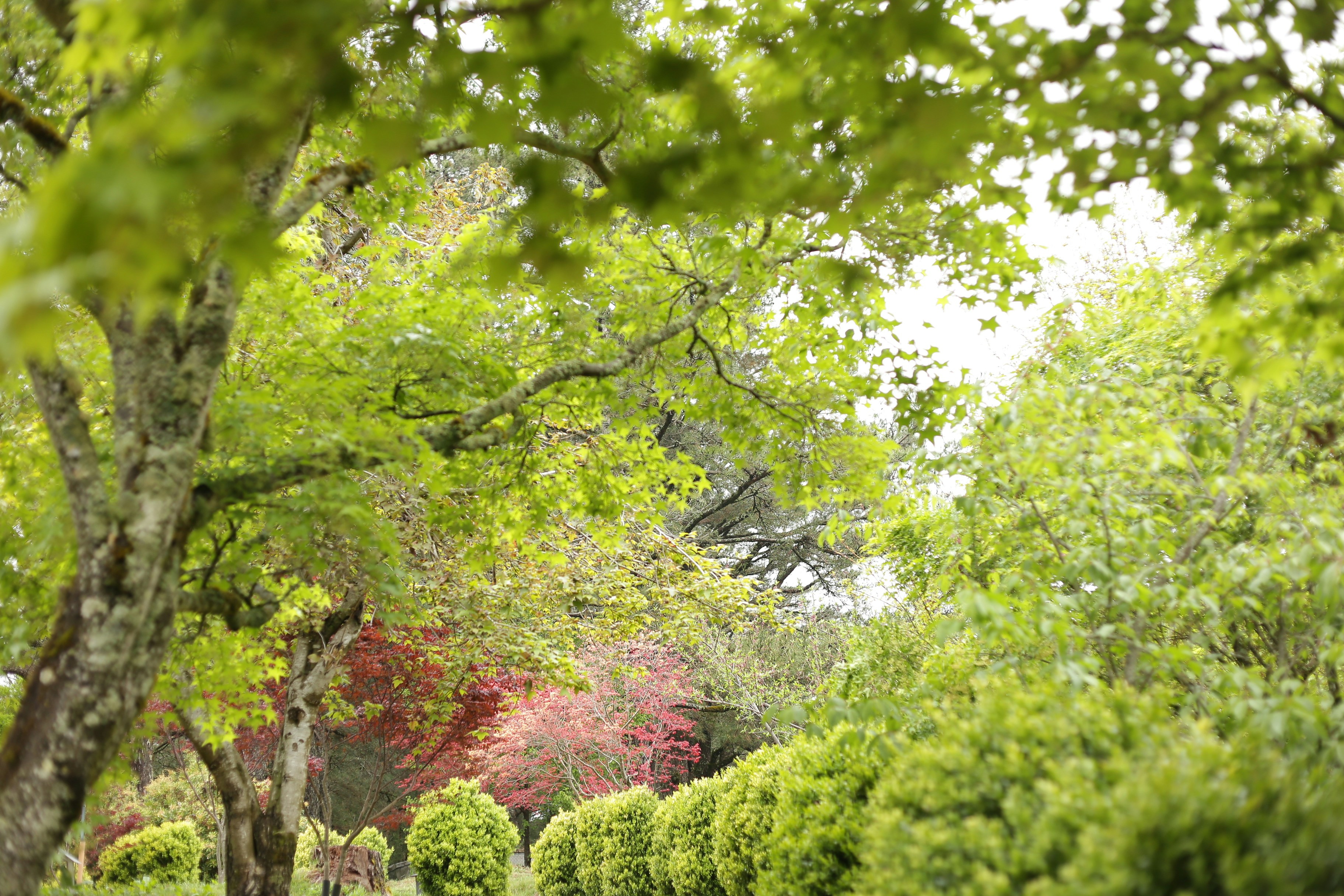 Emerald Canopy over a Quiet Garden Path