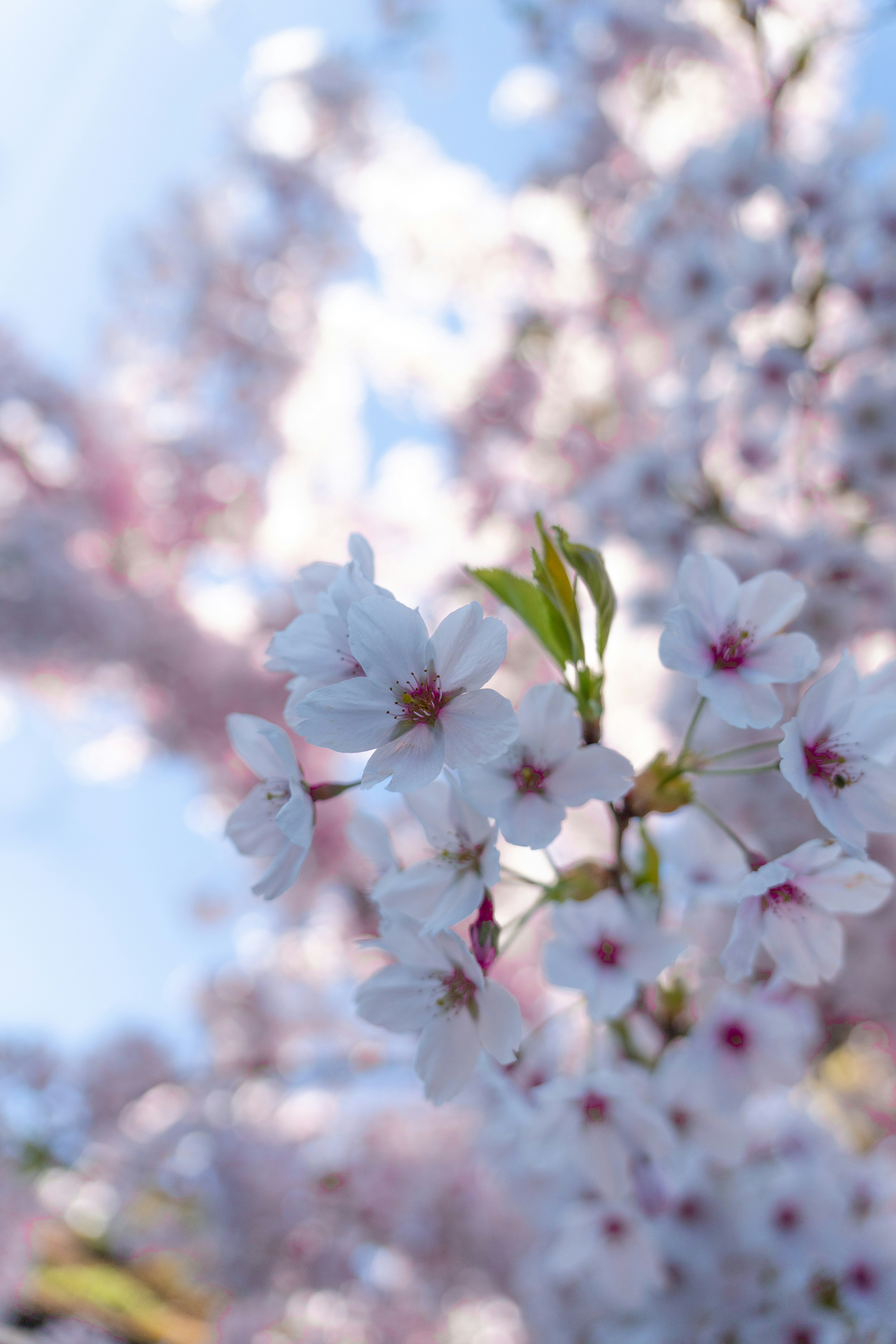 Blossoms in Soft Focus: A Springtime Close to the Heart