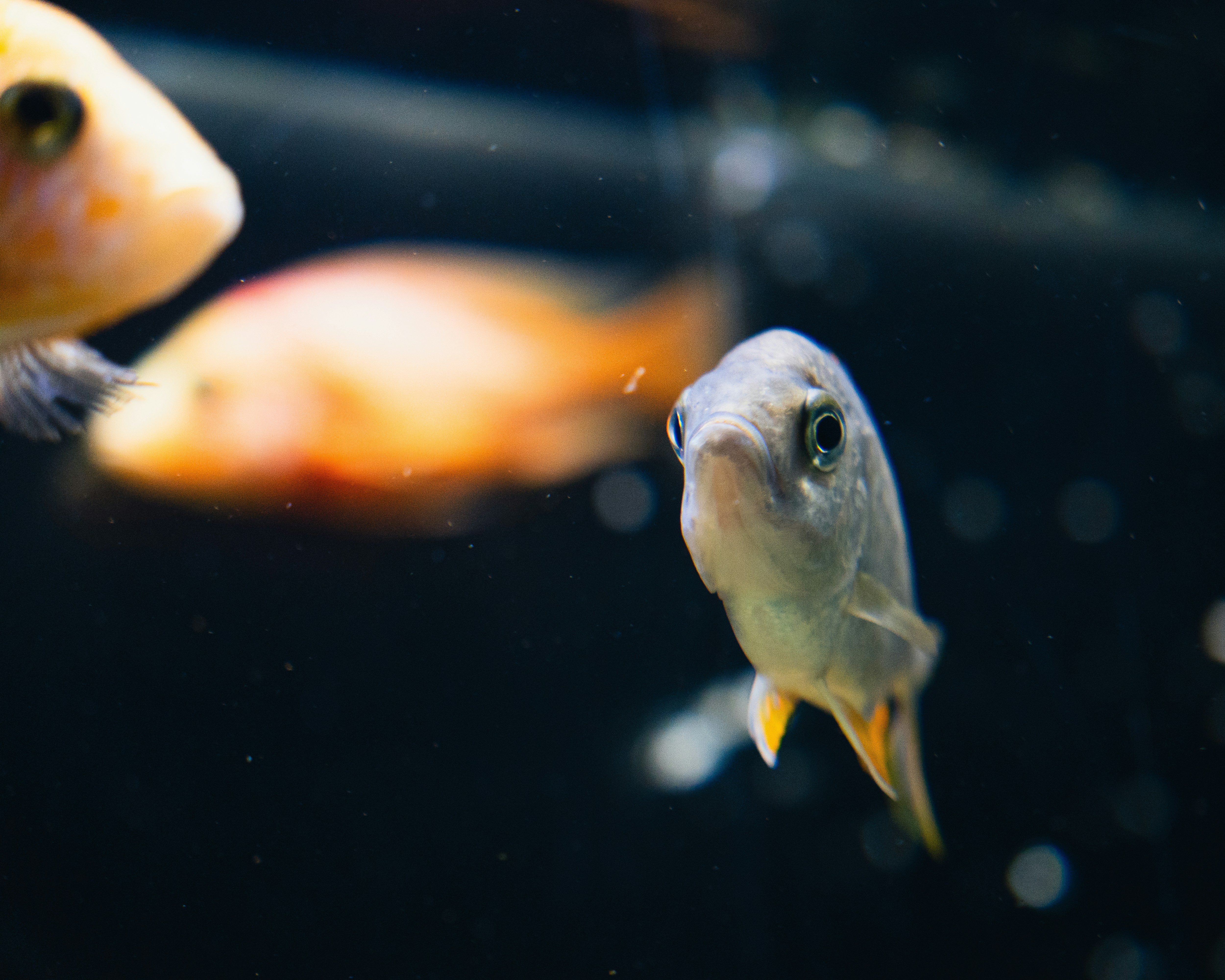 Curious Goldfish Portrait: A Moment of Bright Gaze