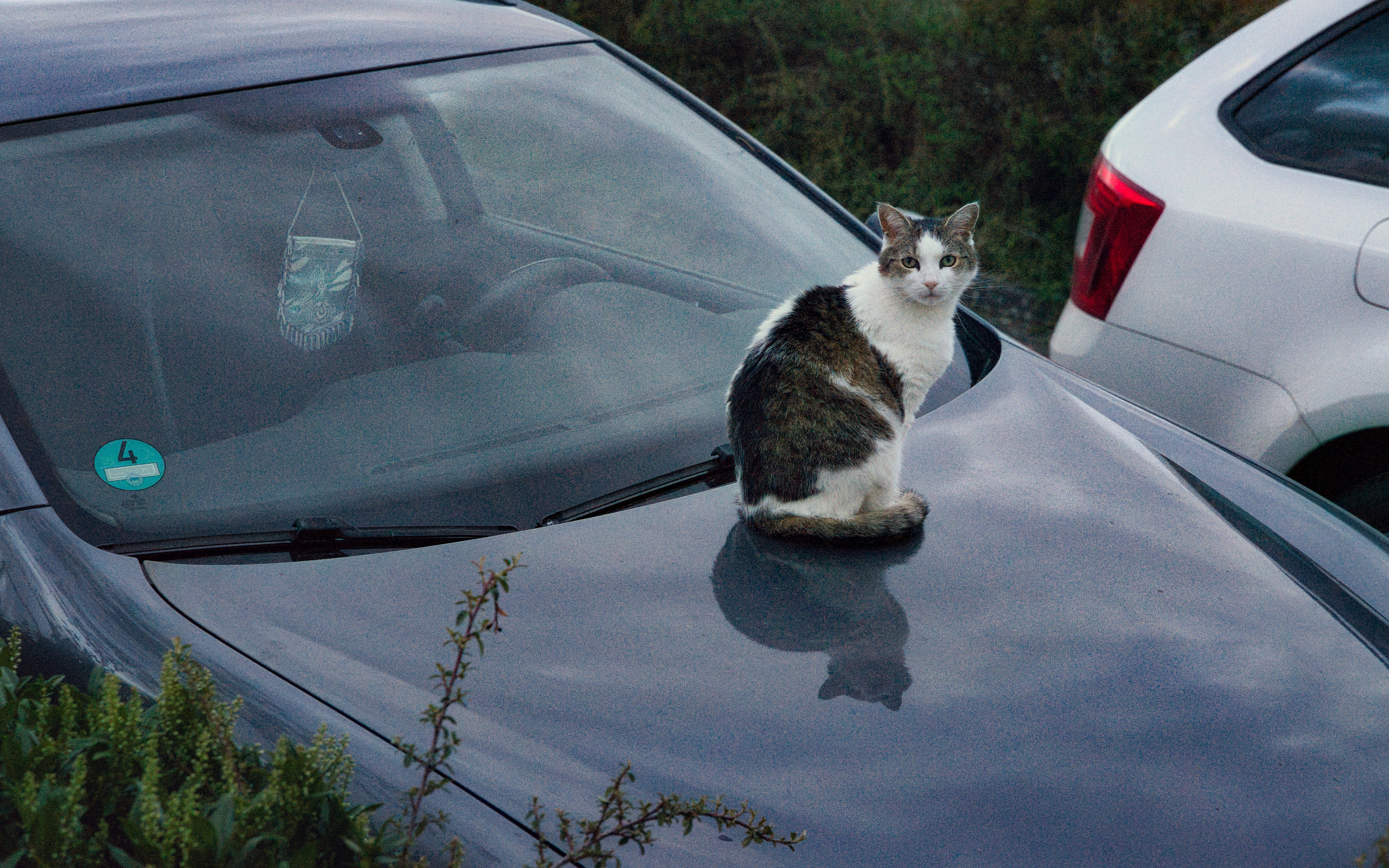Cat on a Quiet Hood: A Curious Moment Between Cars