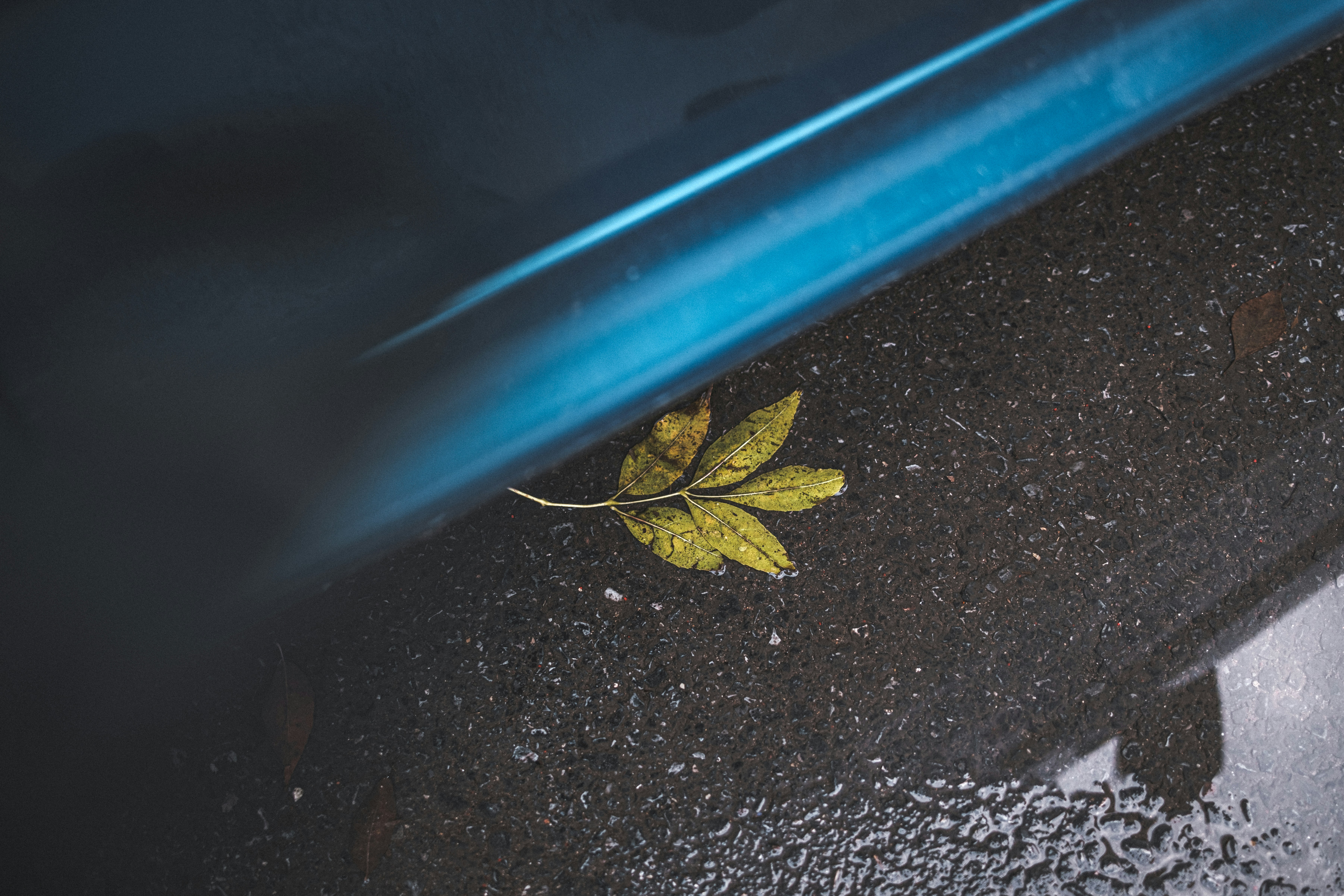 Yellow Leaf on Rainy Asphalt Beneath a Blue Panel