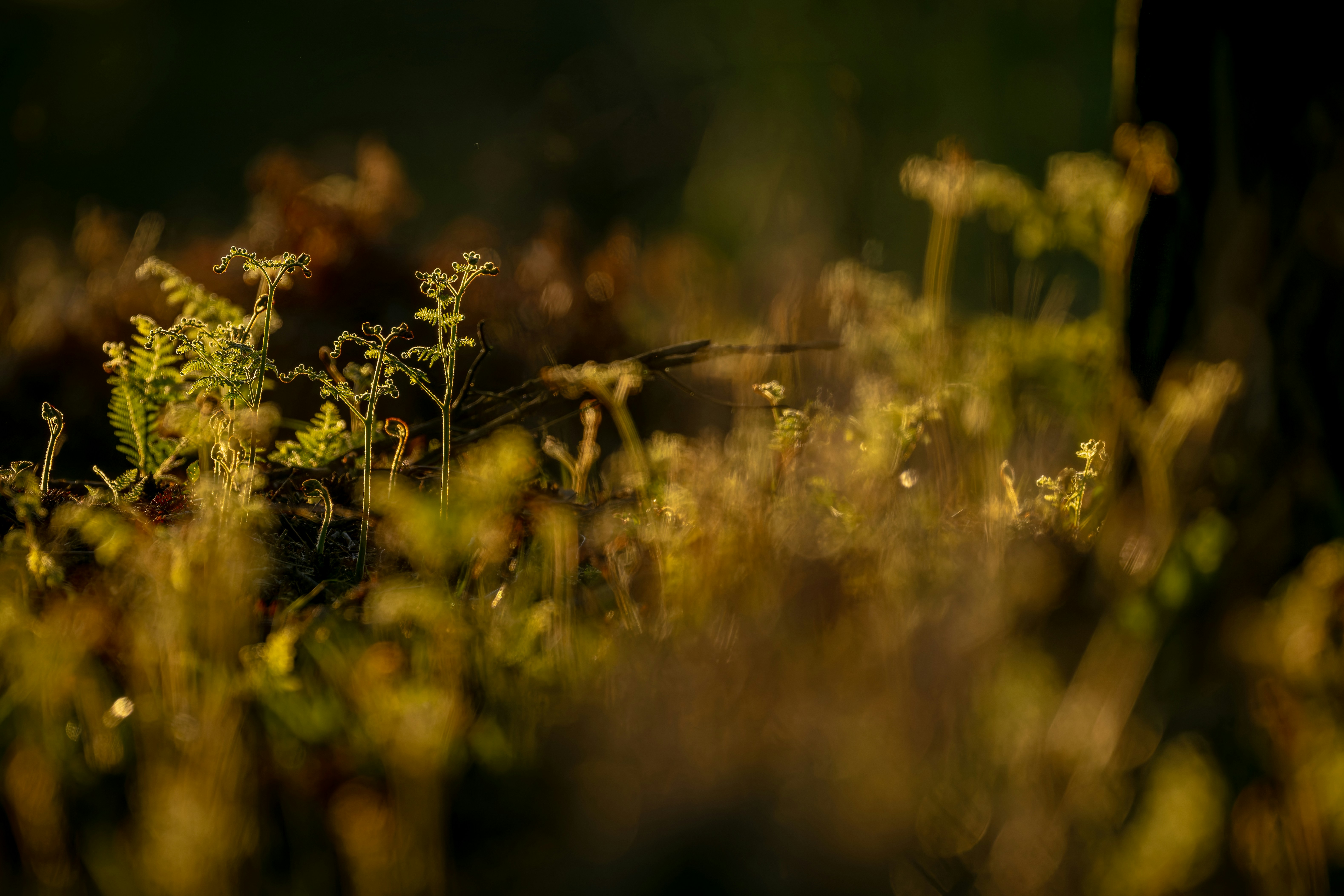 Golden Glimmers in a Quiet Meadow